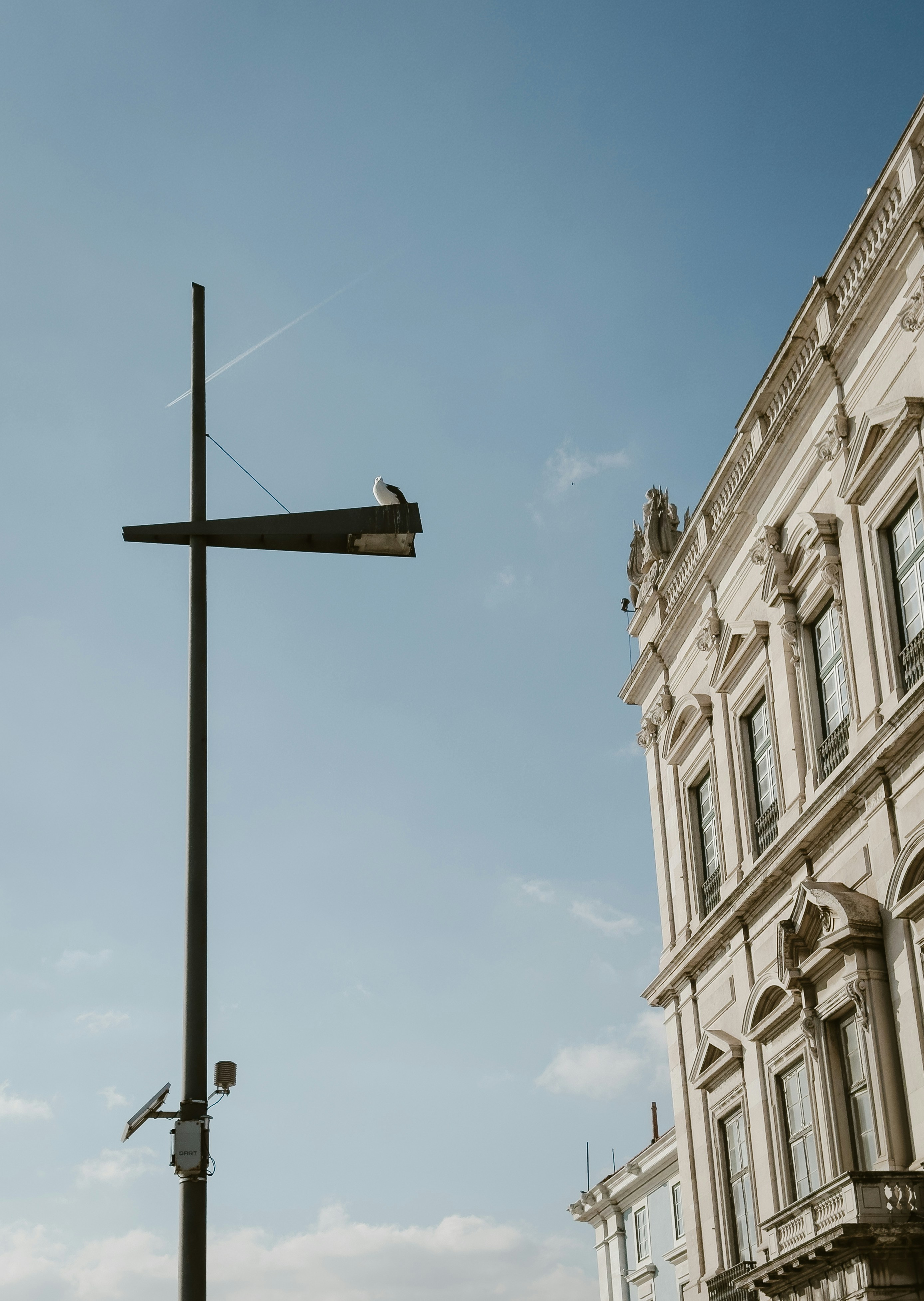 Bird in front of the old building in Lisbon.