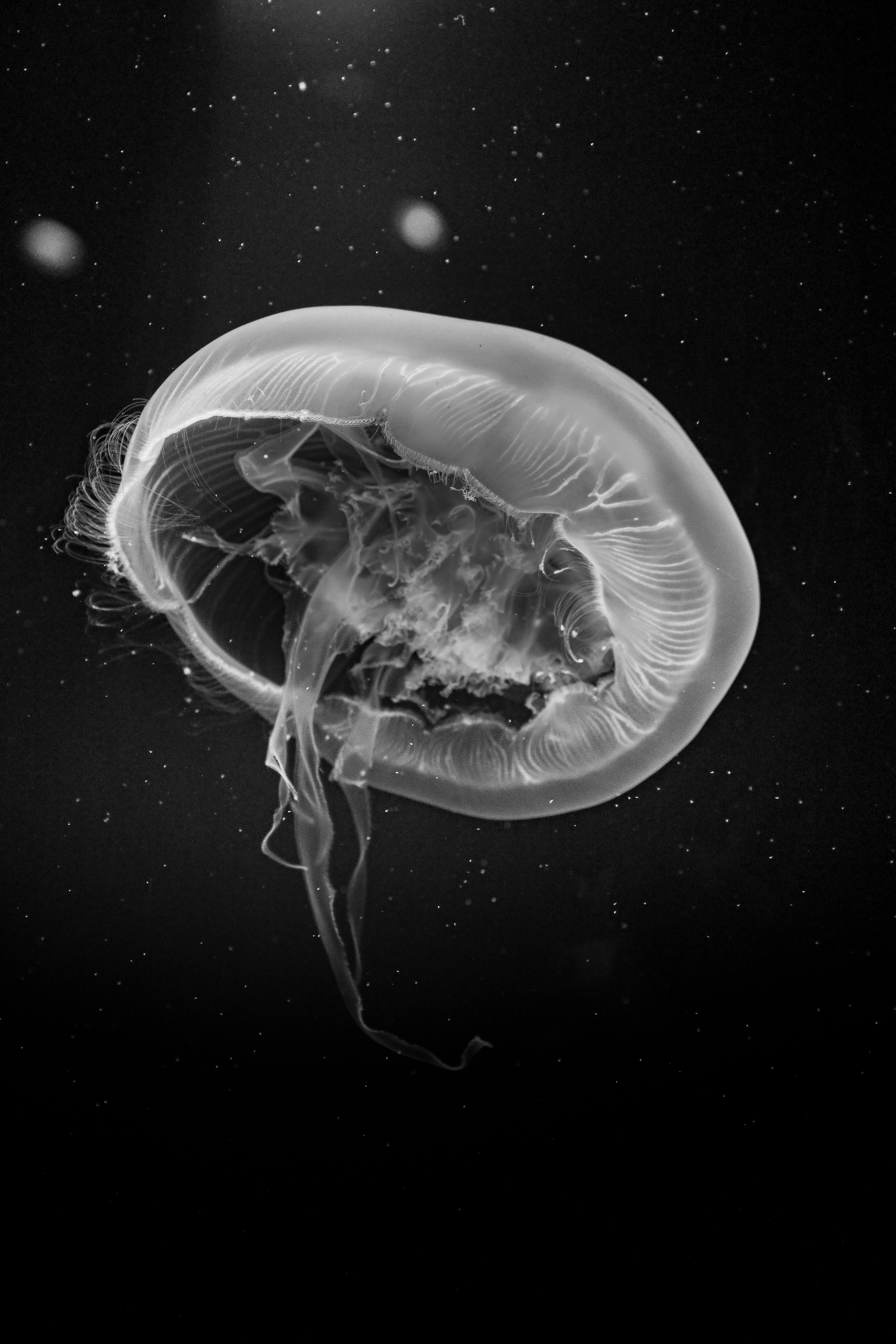 A black and white photo of a jellyfish photo – Free Grey Image on Unsplash