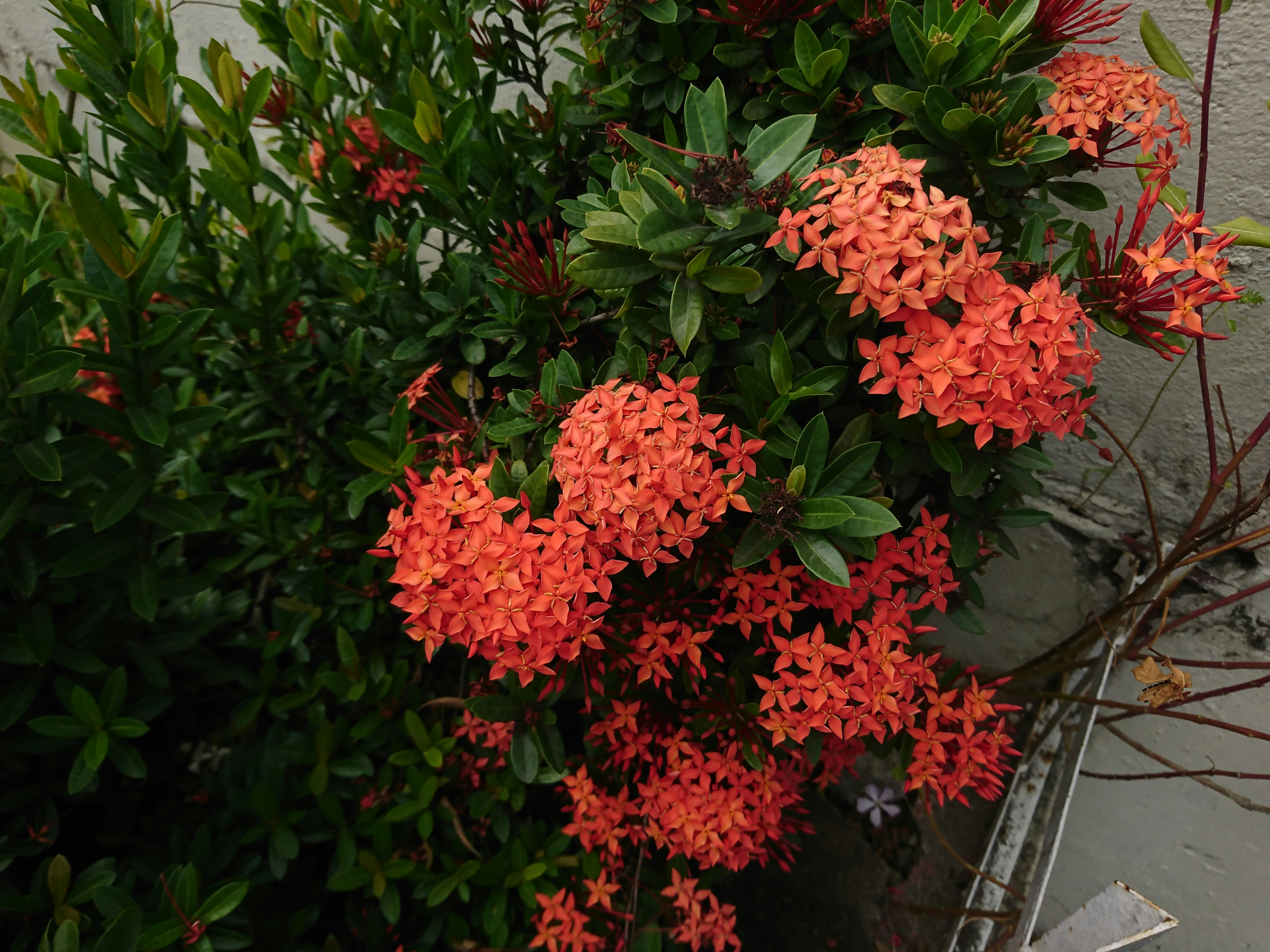 Close-up photograph of vibrant Ixora blossoms against dark green foliage beside a concrete border. The composition highlights warm orange-red clusters contrasted with urban textures.