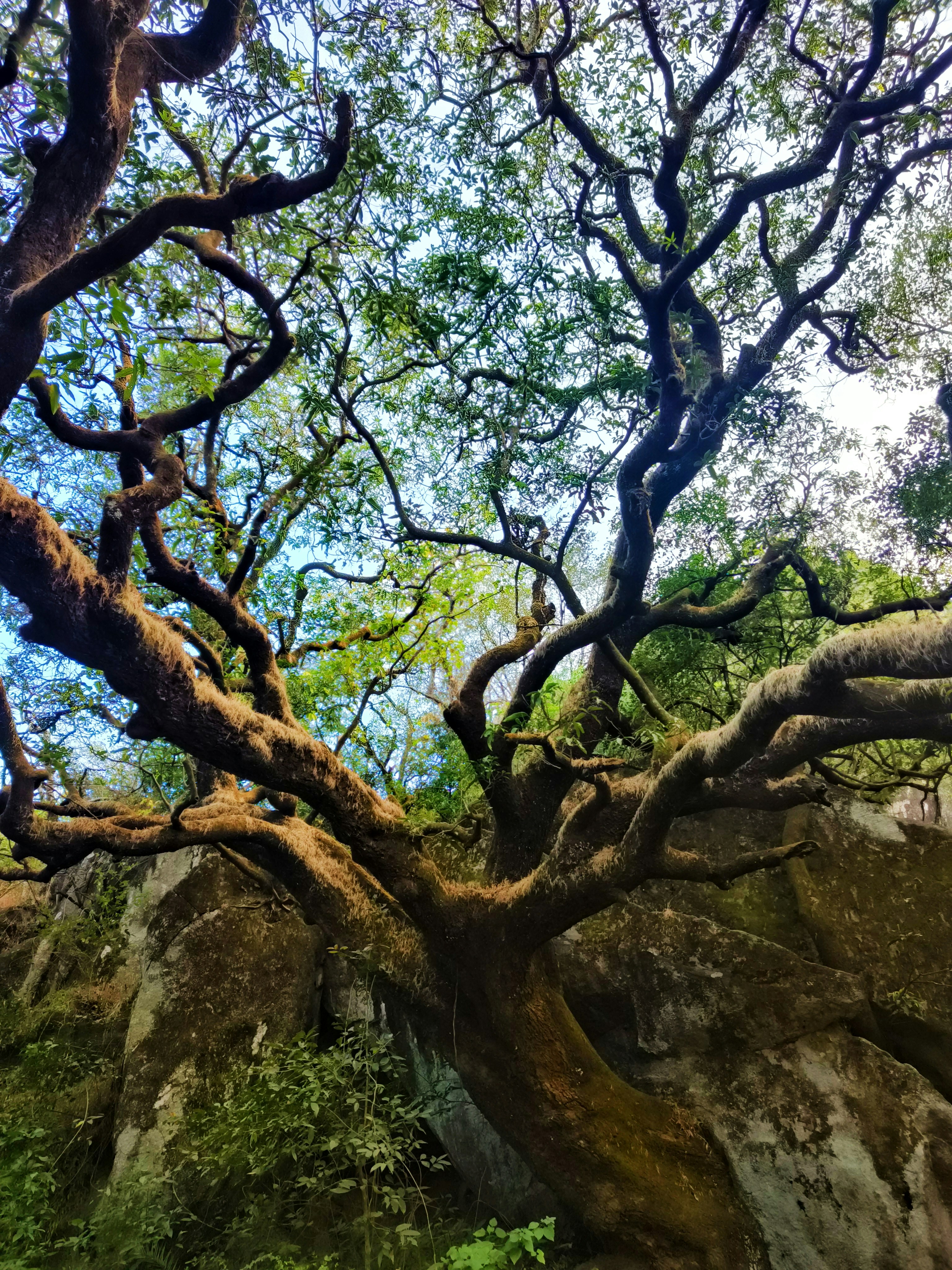 A large tree that is growing out of a rock photo – Free Nature Image on ...