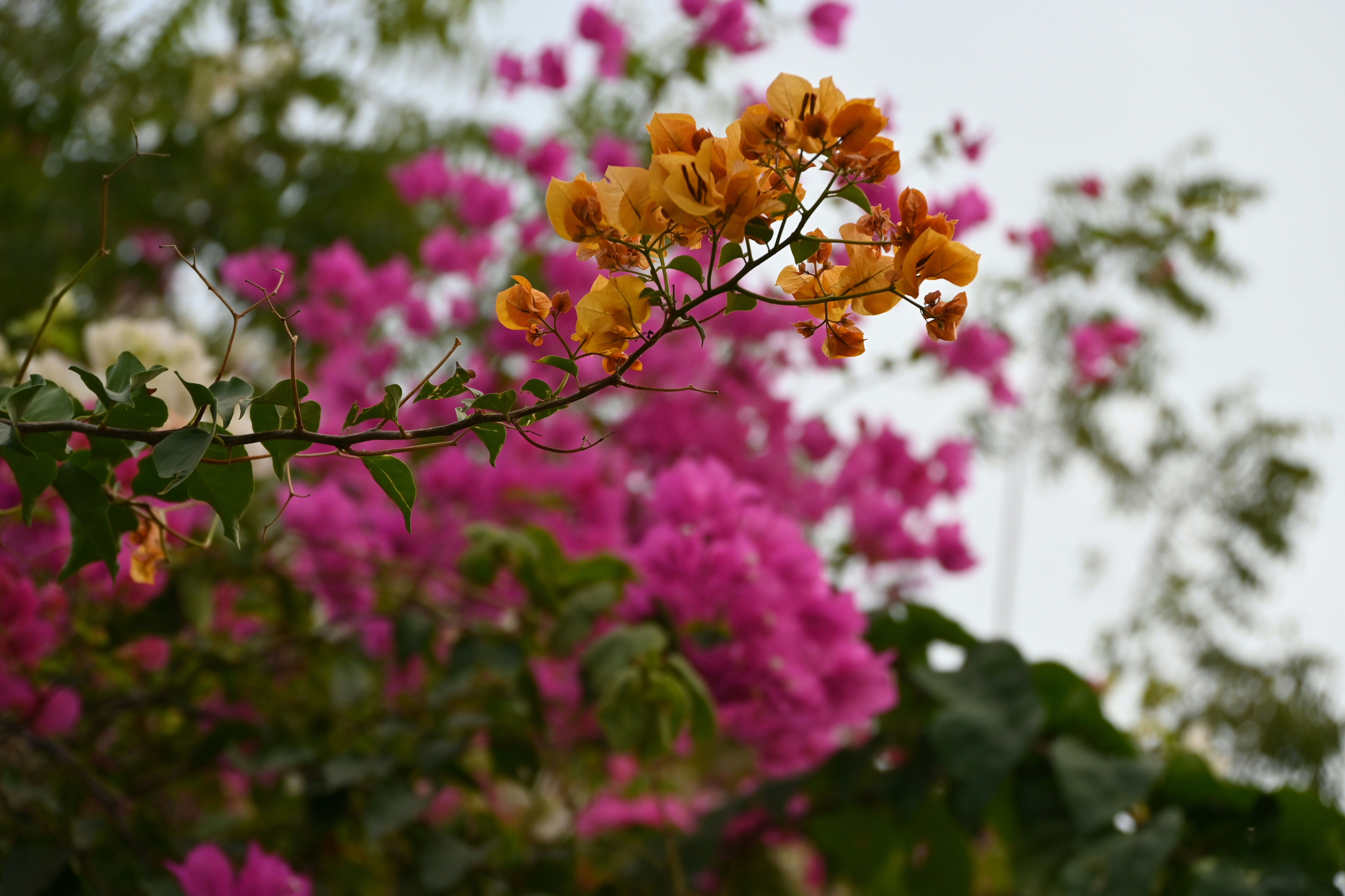 Amber Bougainvillea in a Pink Cascade: Sharp Foreground, Subtle Blur