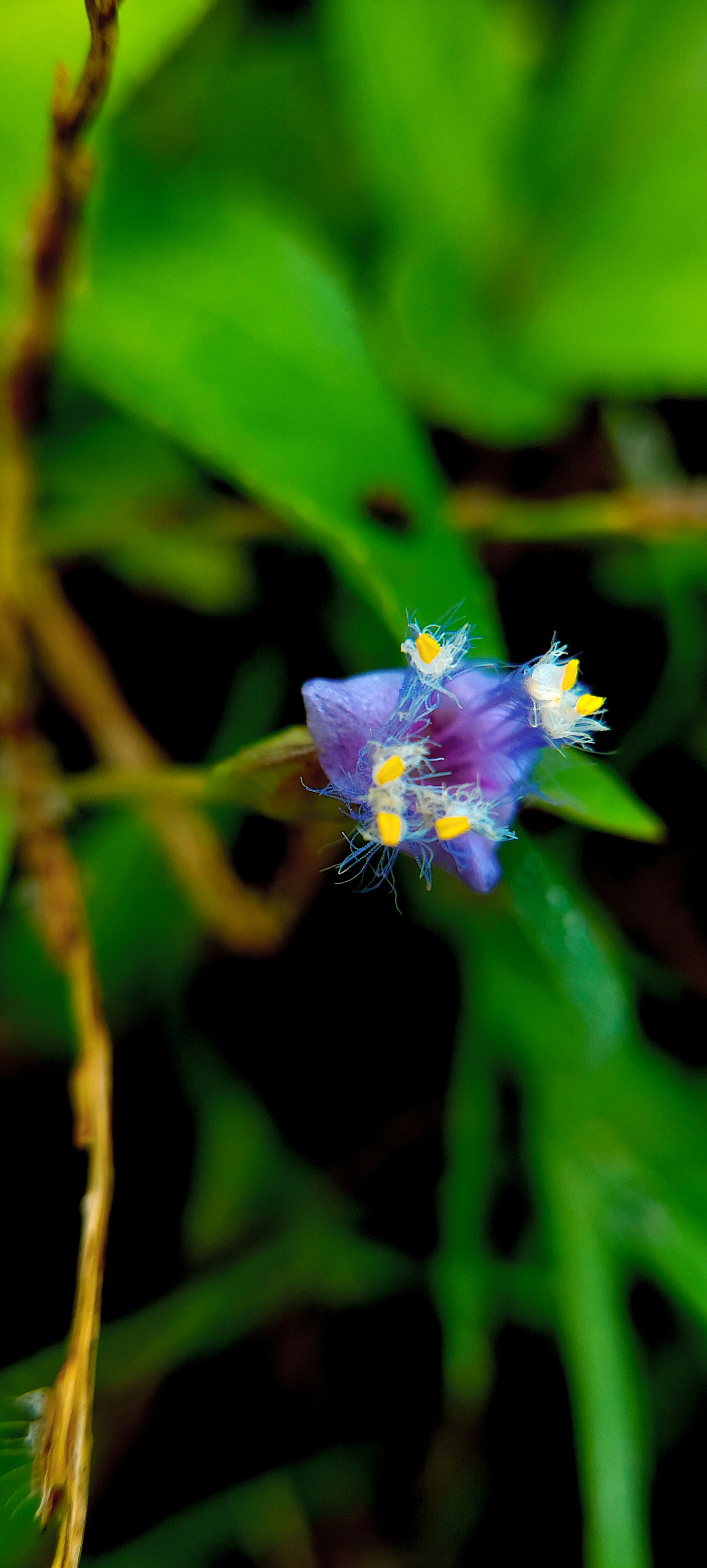 Violet Bloom Fringed with Feathered Stamen in a Curtain of Green