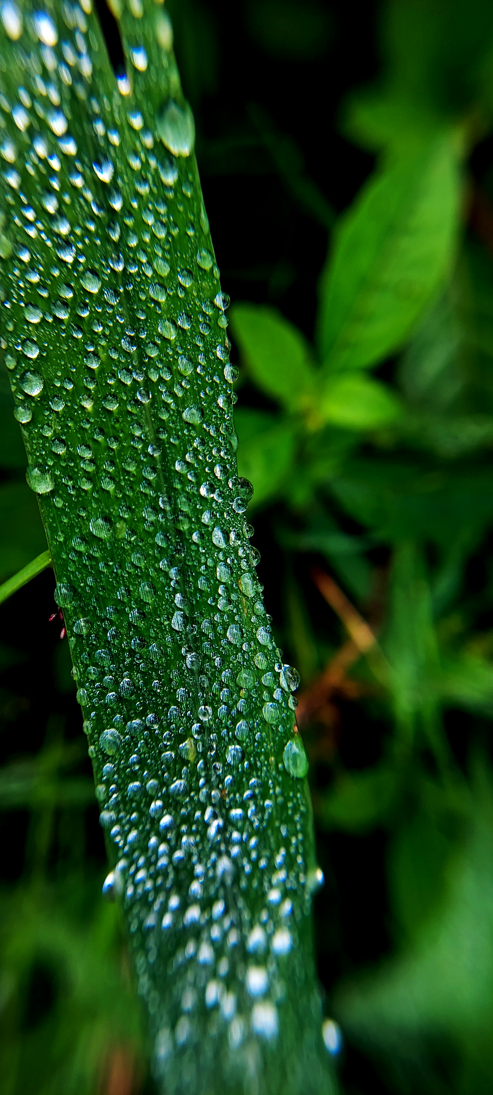 Dew-Glazed Leaf: A Macro Portrait of a Verdant Blade