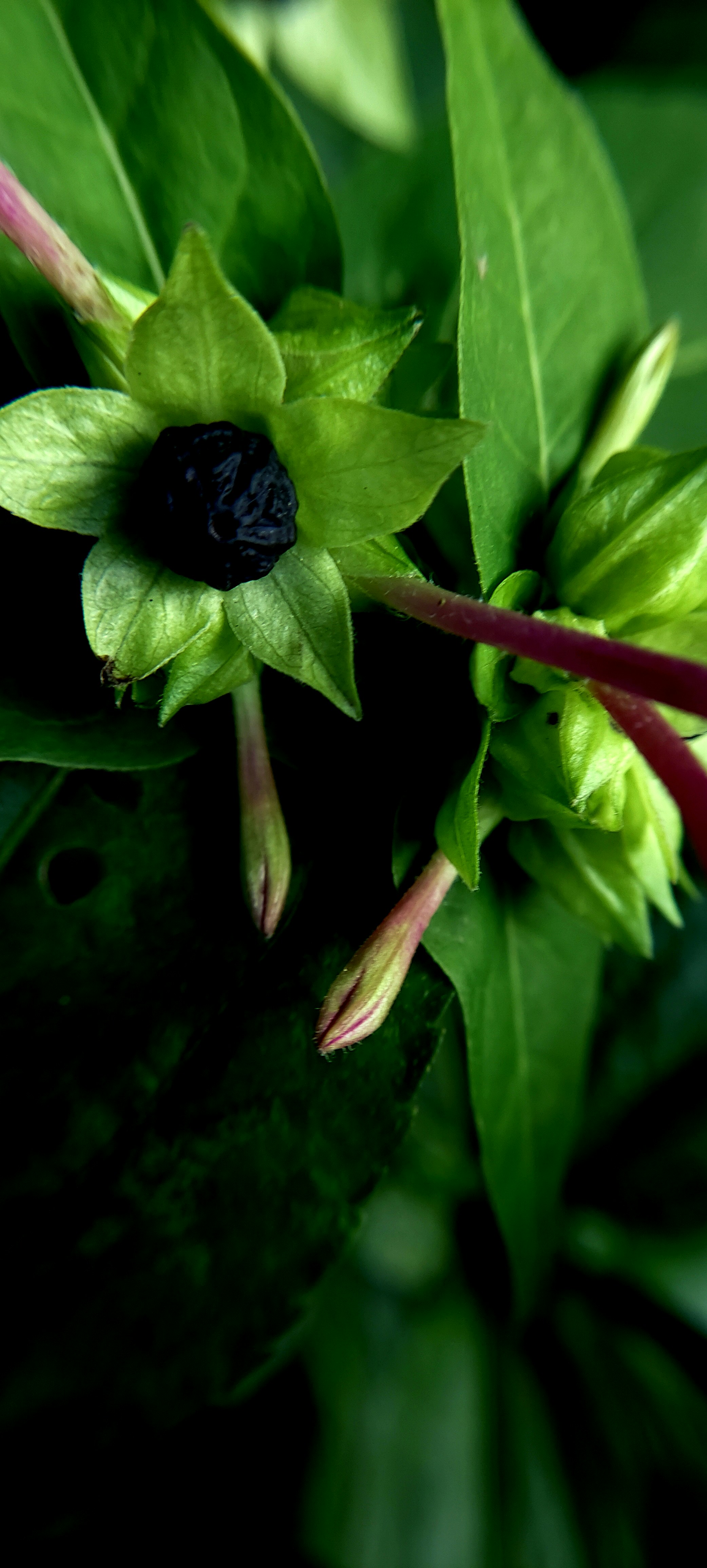 A close up of a flower with green leaves photo – Free Nool Image on ...