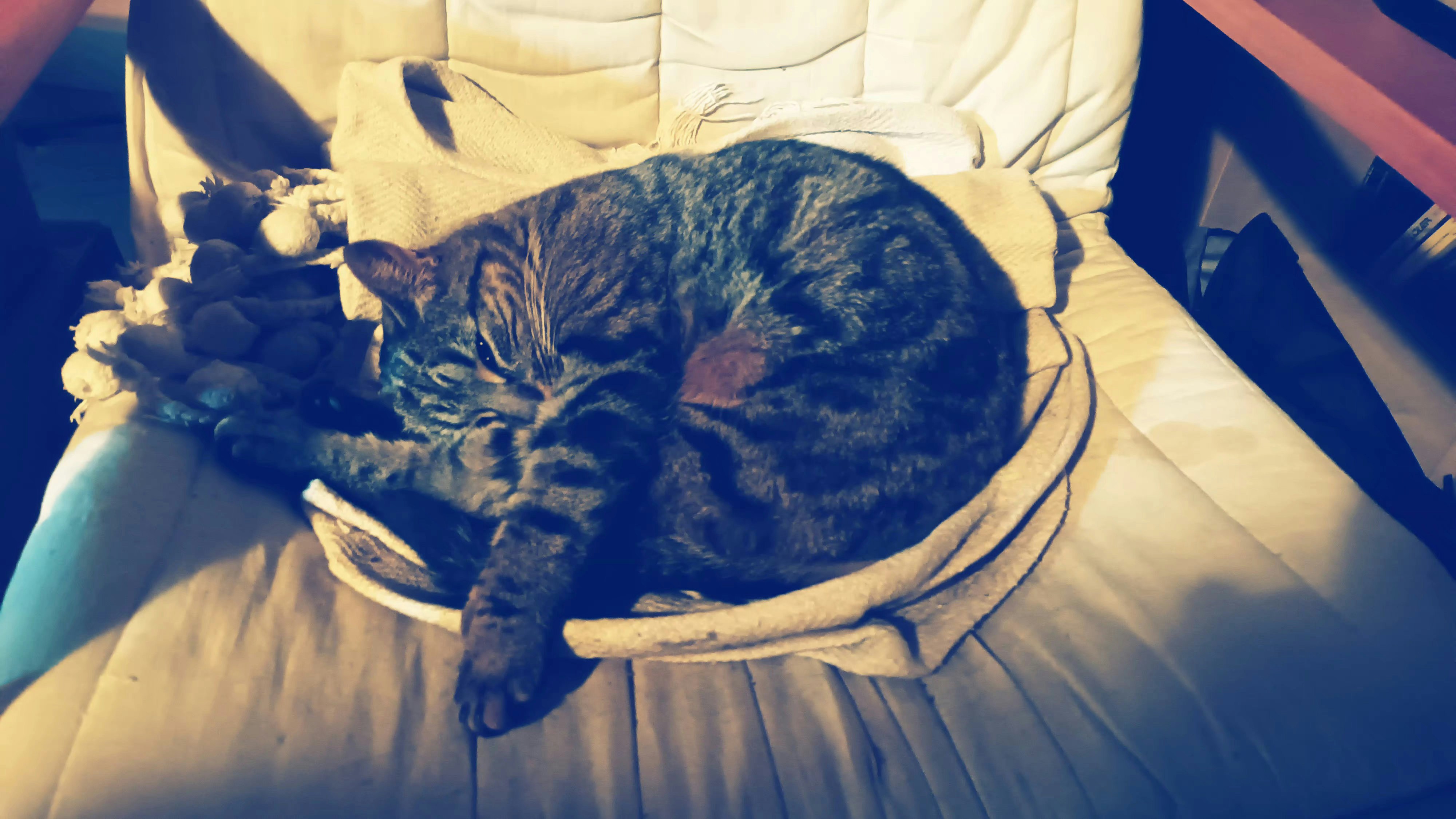 A tabby cat curled up and sleeping peacefully on a soft chair, surrounded by a cozy blanket. The warm lighting enhances the tranquil atmosphere.