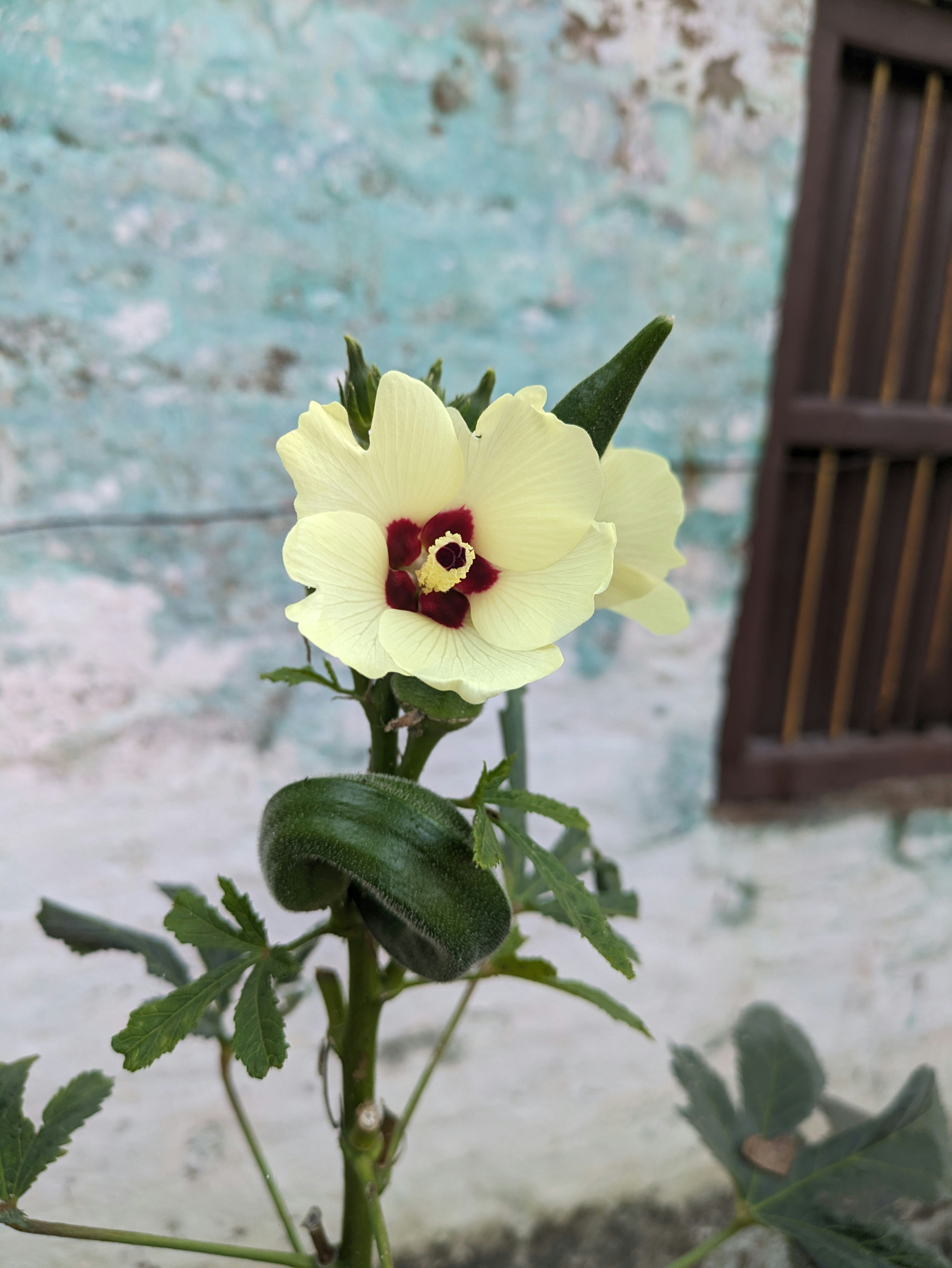 Pale yellow flower with a dark maroon center on a slender green stem against a chipped turquoise wall. A photograph emphasizes the bloom as the focal point, with textured leaves and a barred window in the background.