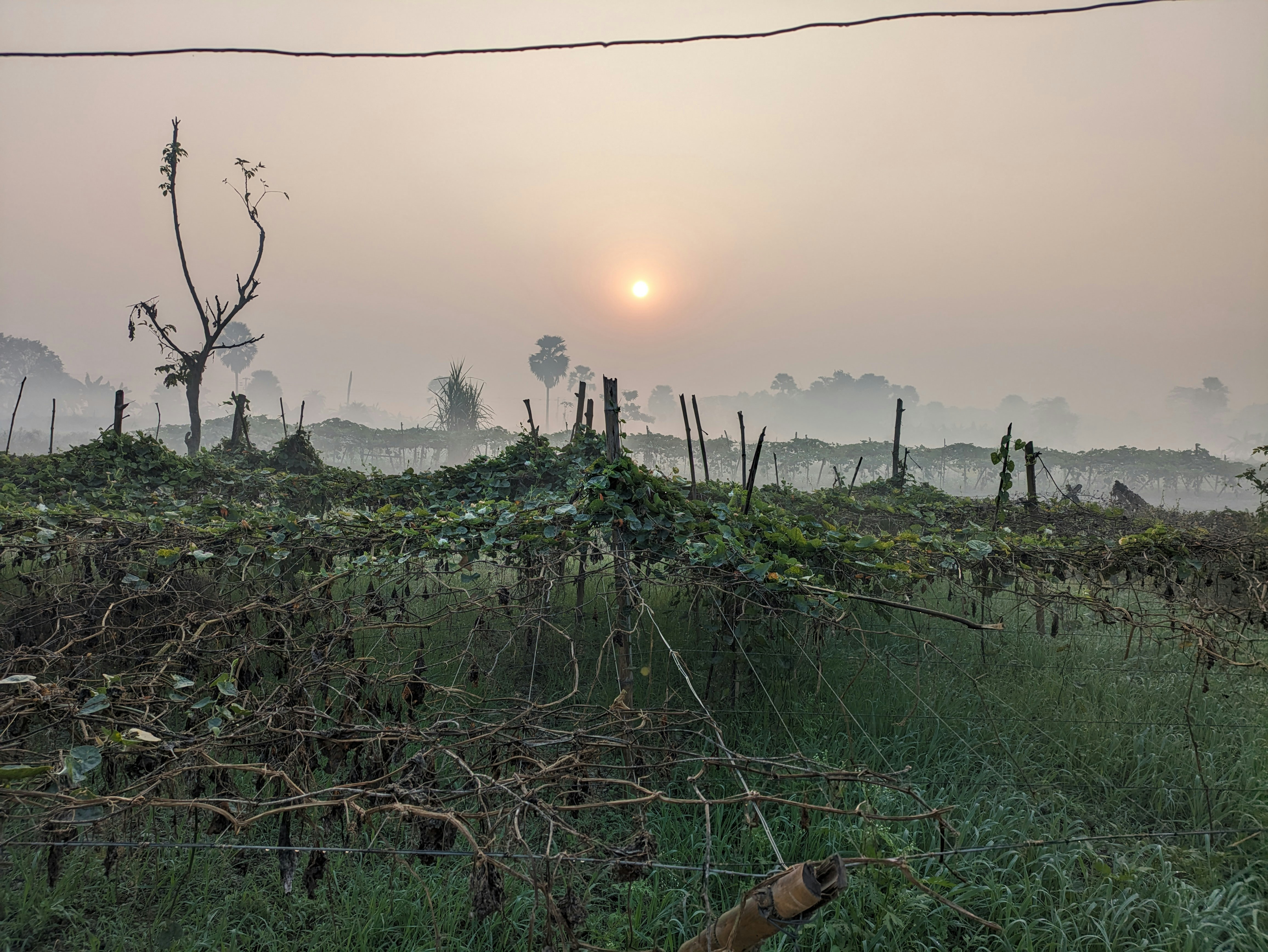 Dawn Veil Over a Quiet Barbed-Wire Field