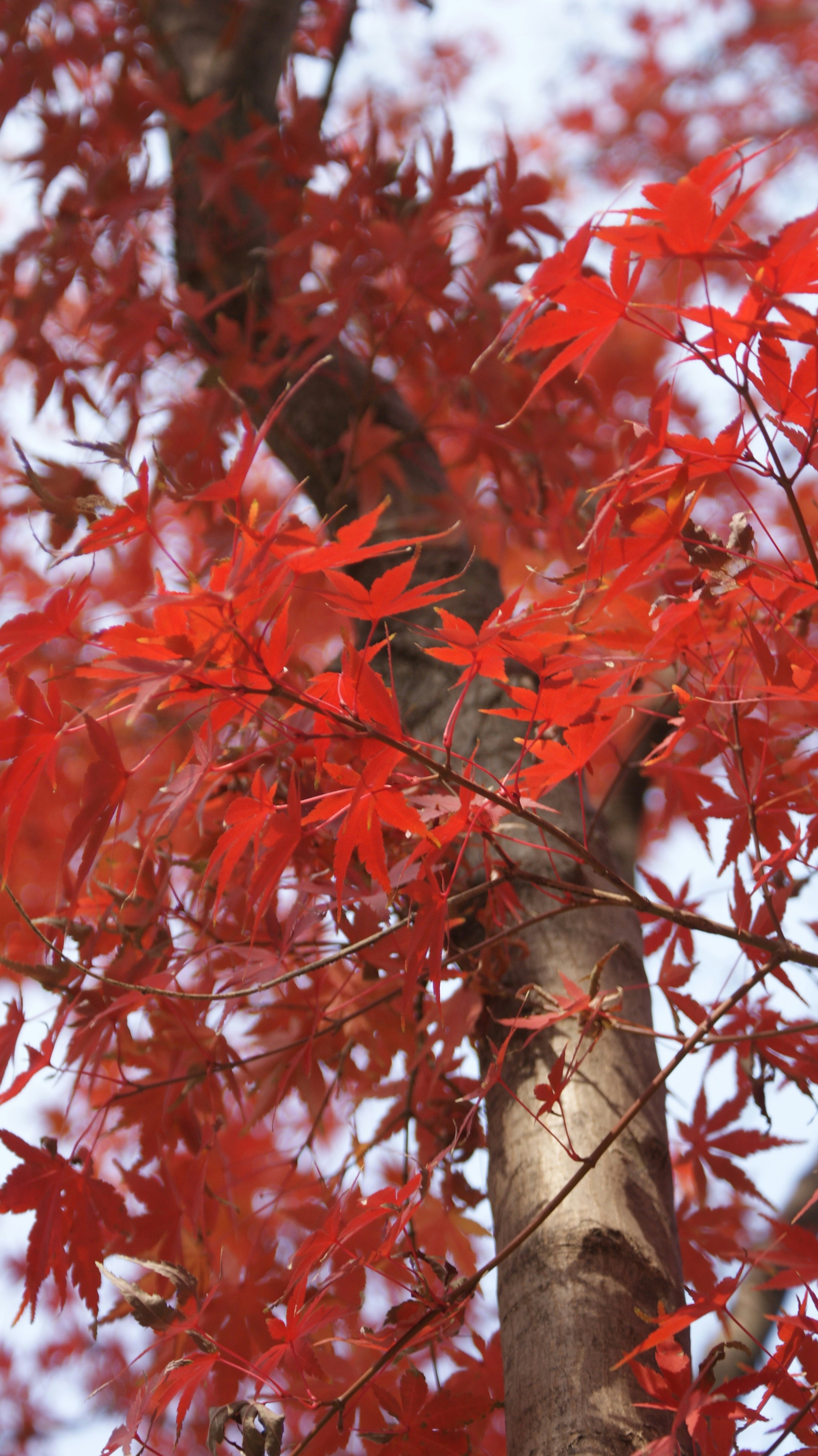Crimson Maple Lace Draped Across a Weathered Trunk