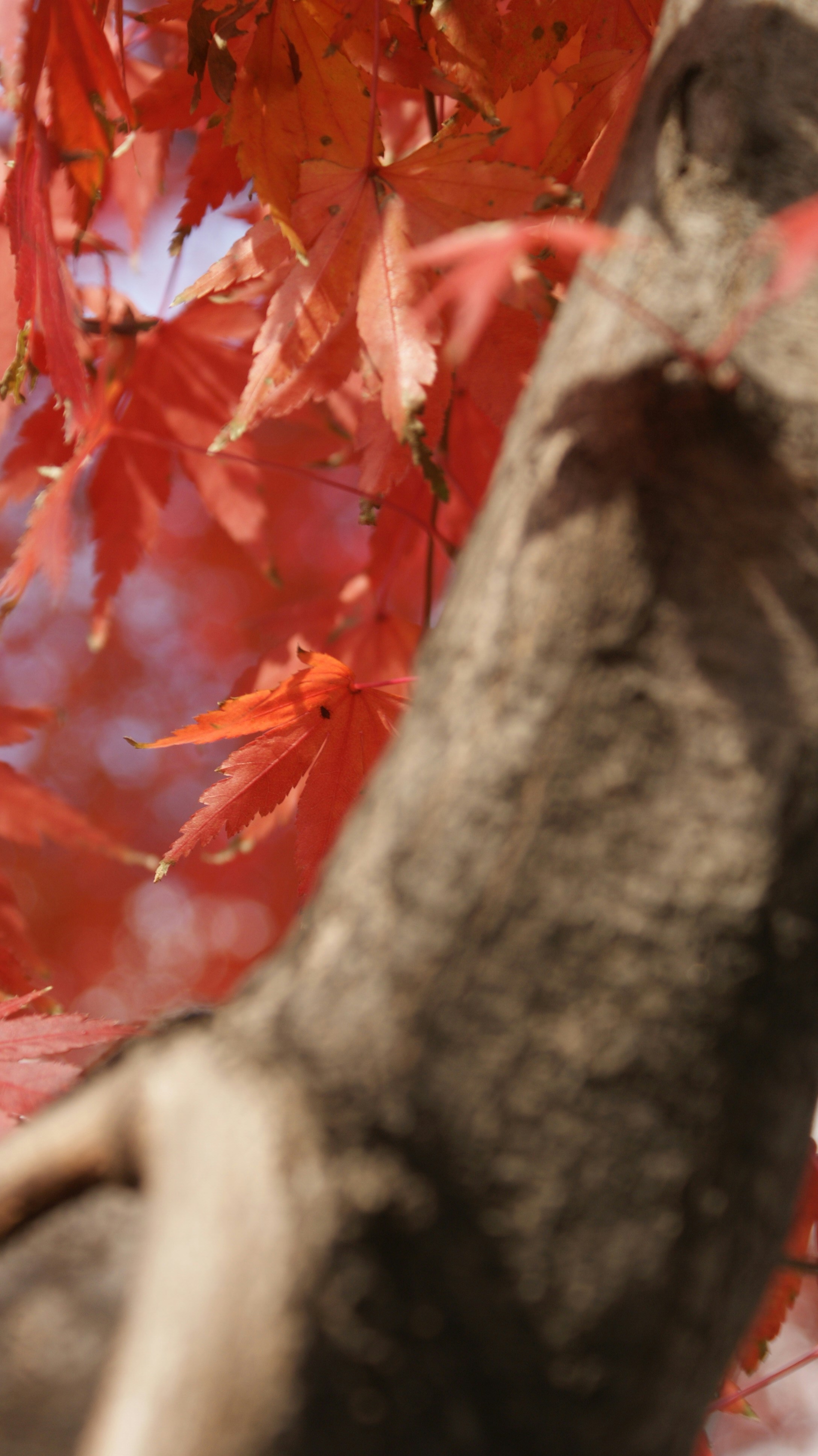 Crimson Maple in Focus: A Vivid Fall Portrait of Branch and Bark
