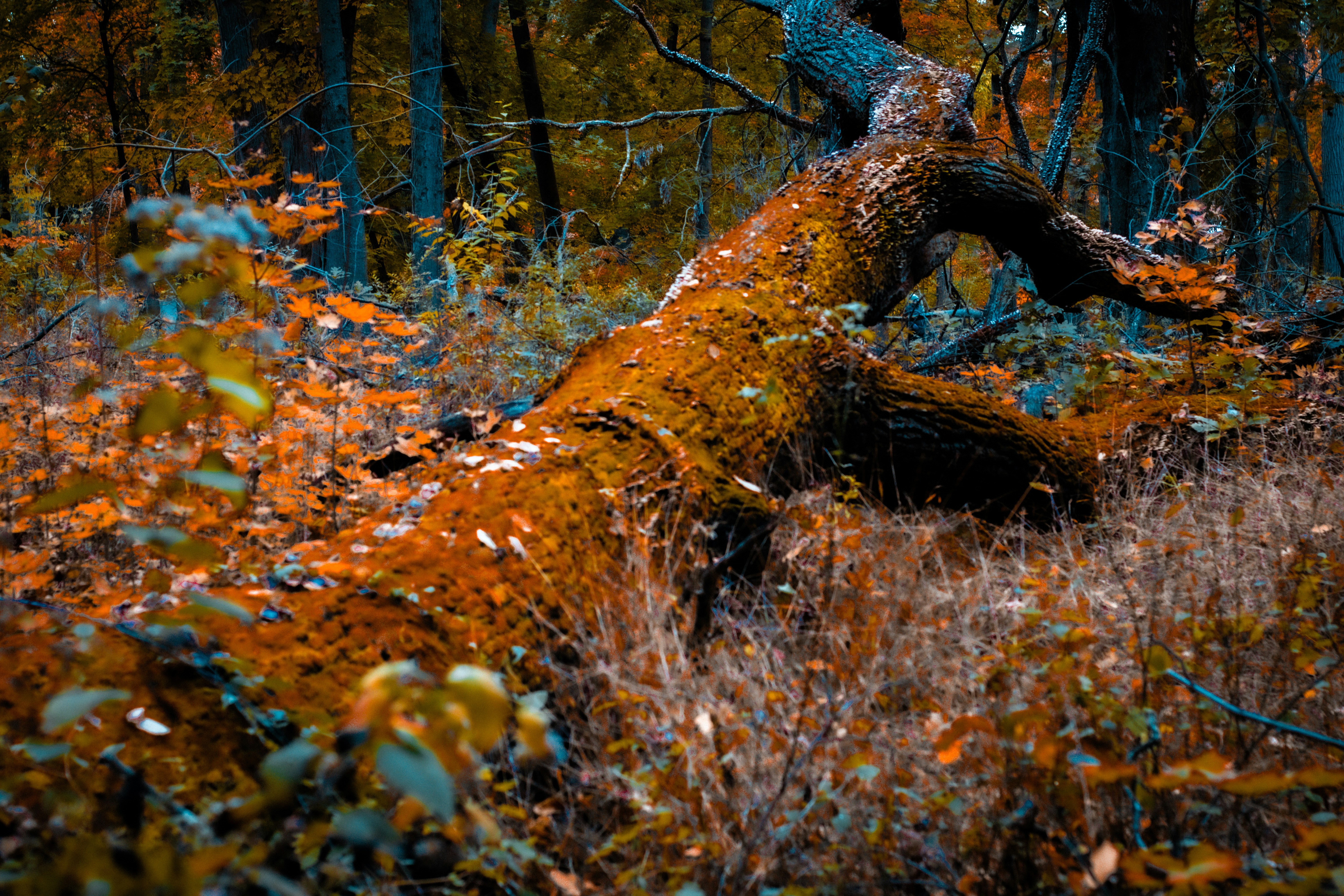 Autumn's Moss-Wrapped Trunk Spanning a Quiet Forest Floor