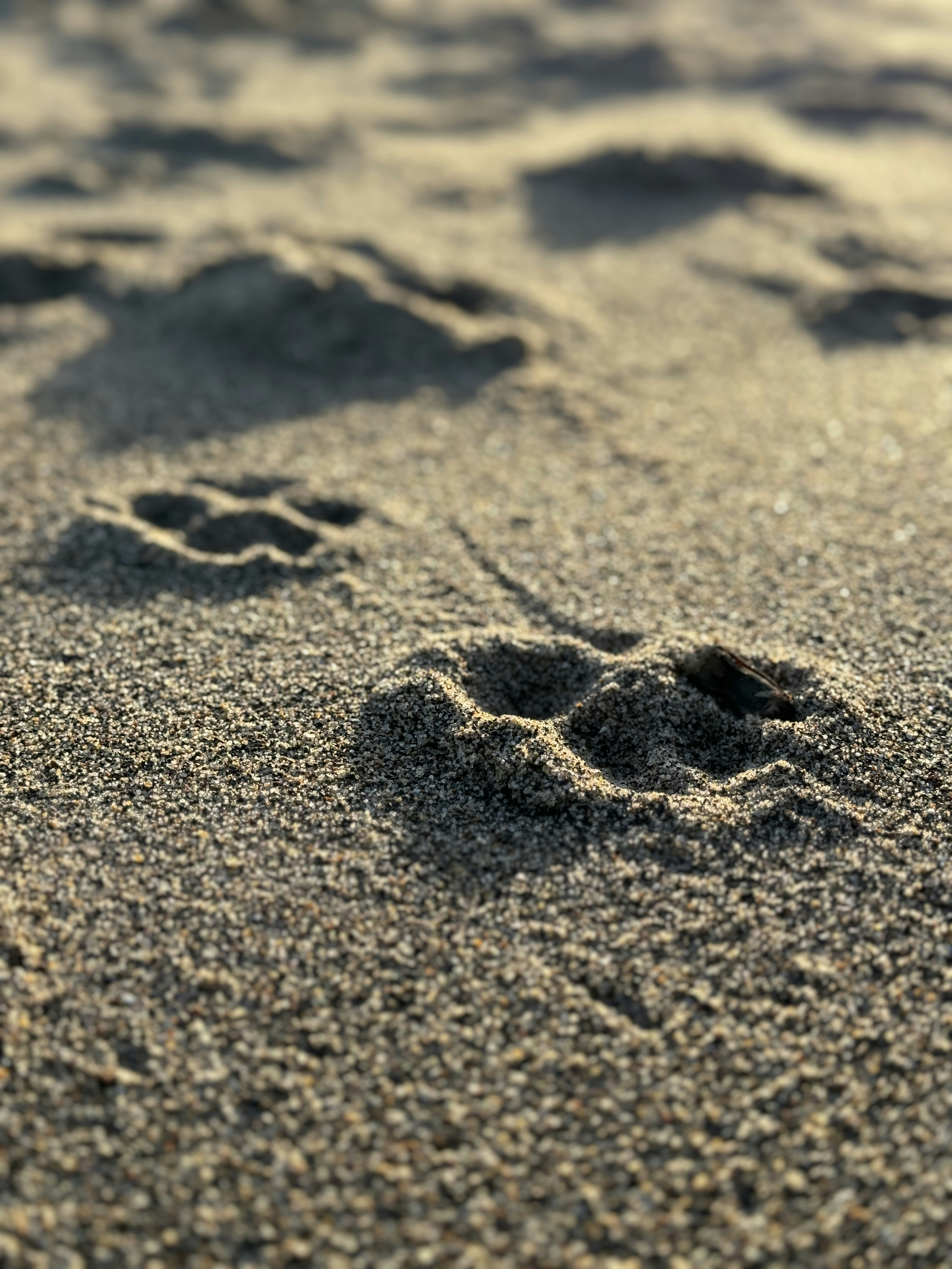 A dog paw prints in the sand on a beach photo – Free Dog prints Image ...