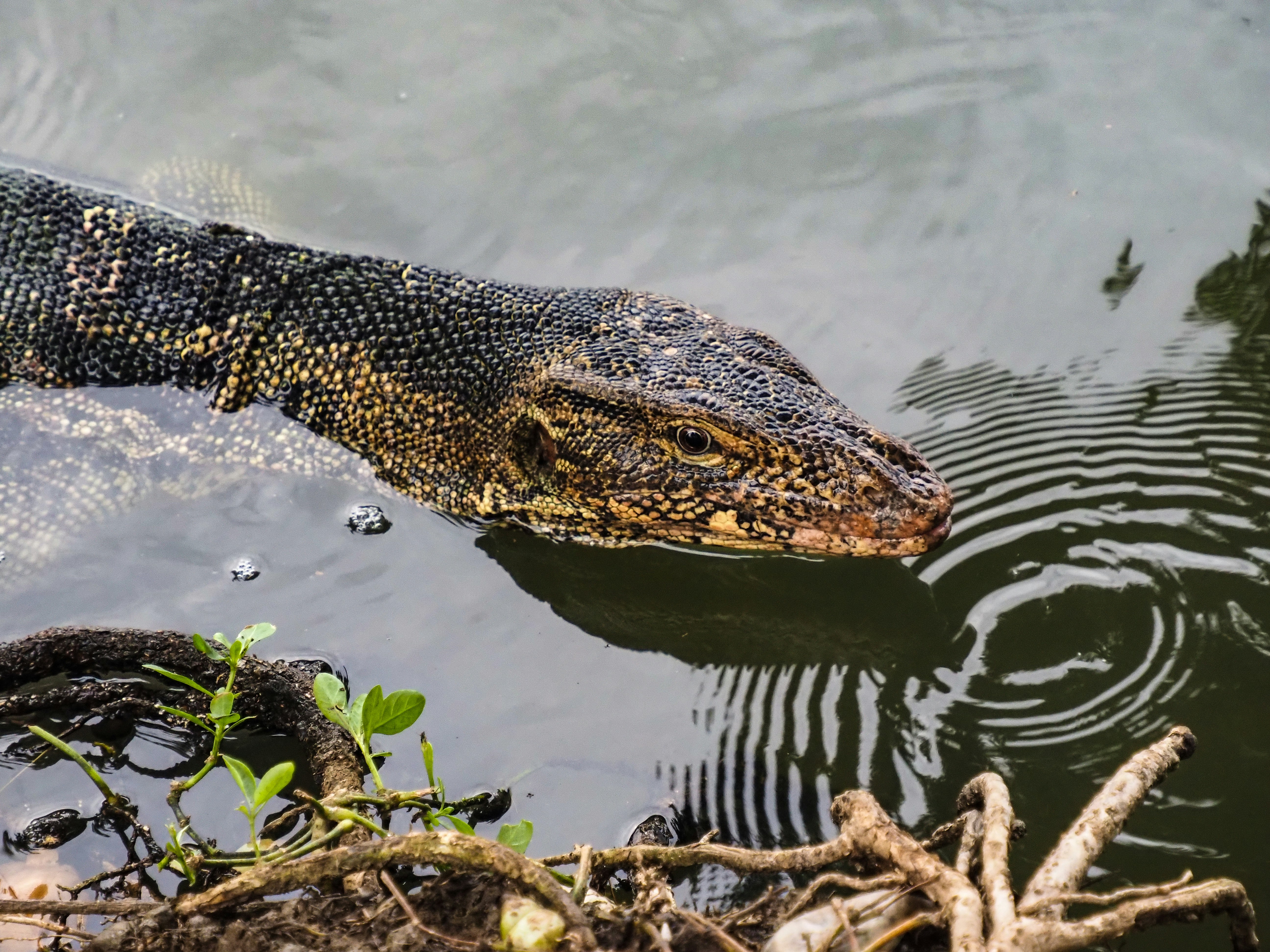 This captivating image features a monitor lizard emerging from tranquil water, its textured scales vividly displayed against the dark surface. The composition highlights the contrast between the lizard's earthy tones and the lush green of nearby vegetation. The subtle ripples in the water add a dynamic element, enhancing the serene and natural atmosphere of the scene.