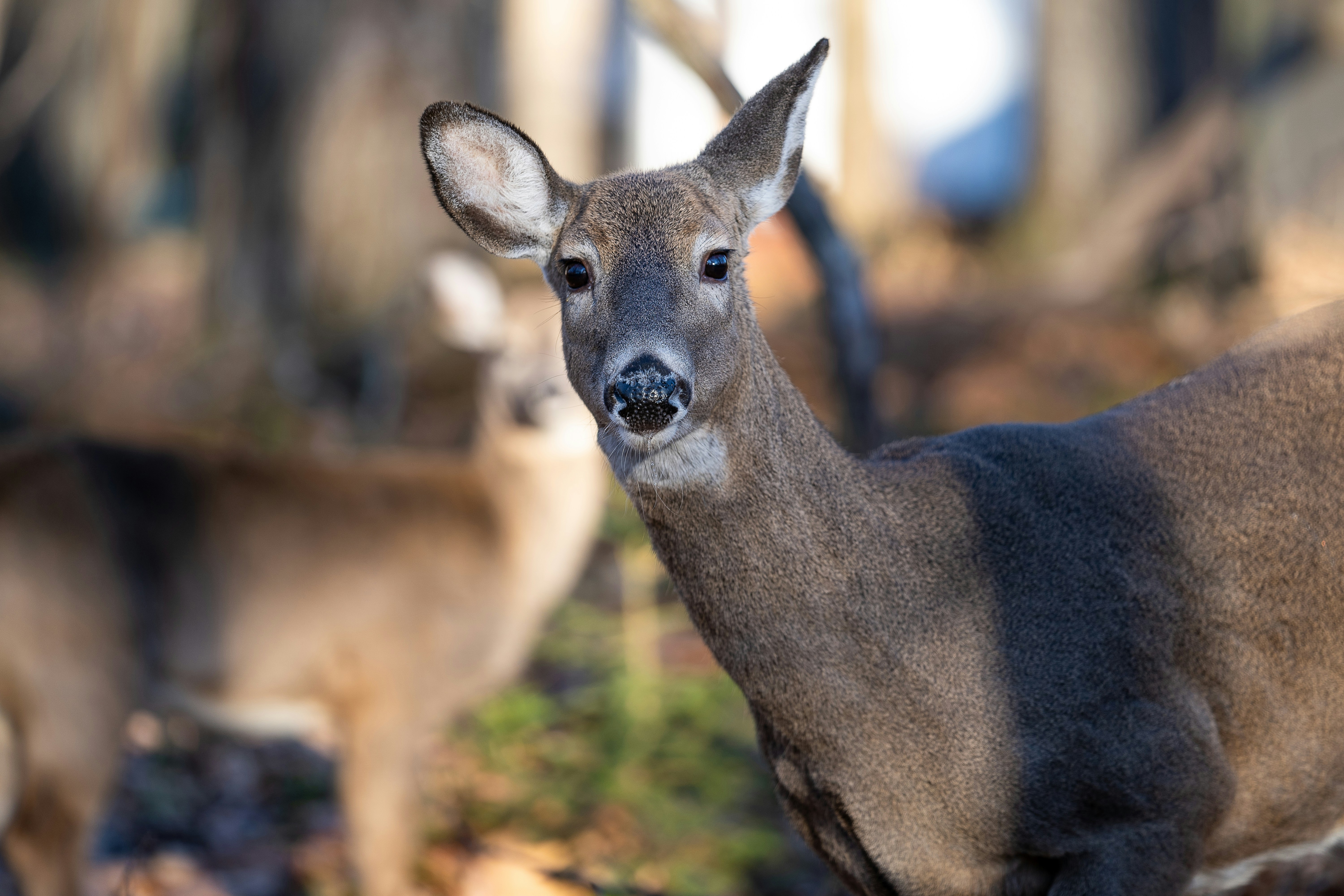 A couple of deer standing next to each other photo – Free Pa Image on ...