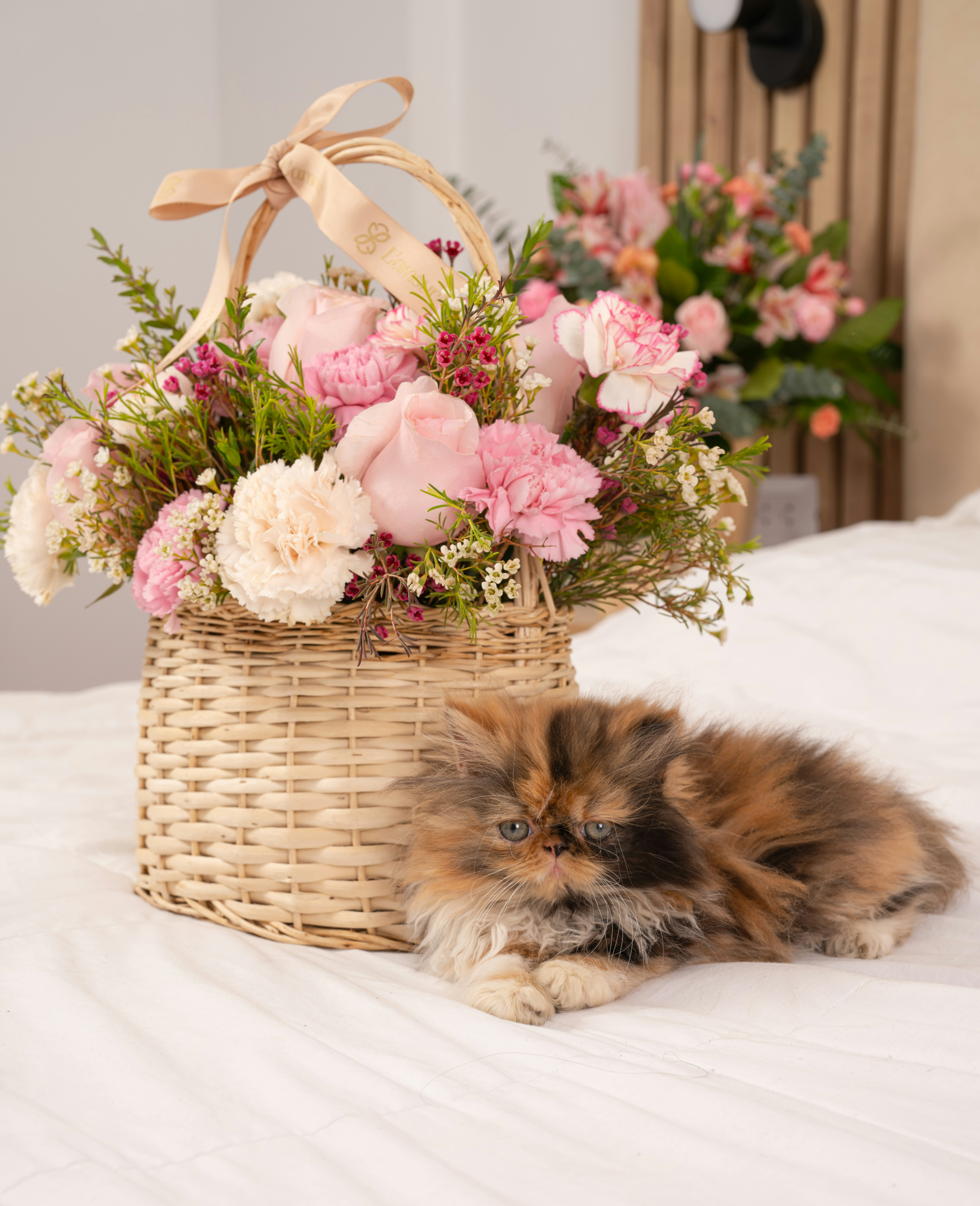 Floral Basket and Persian Kitten on a Soothing White Bed