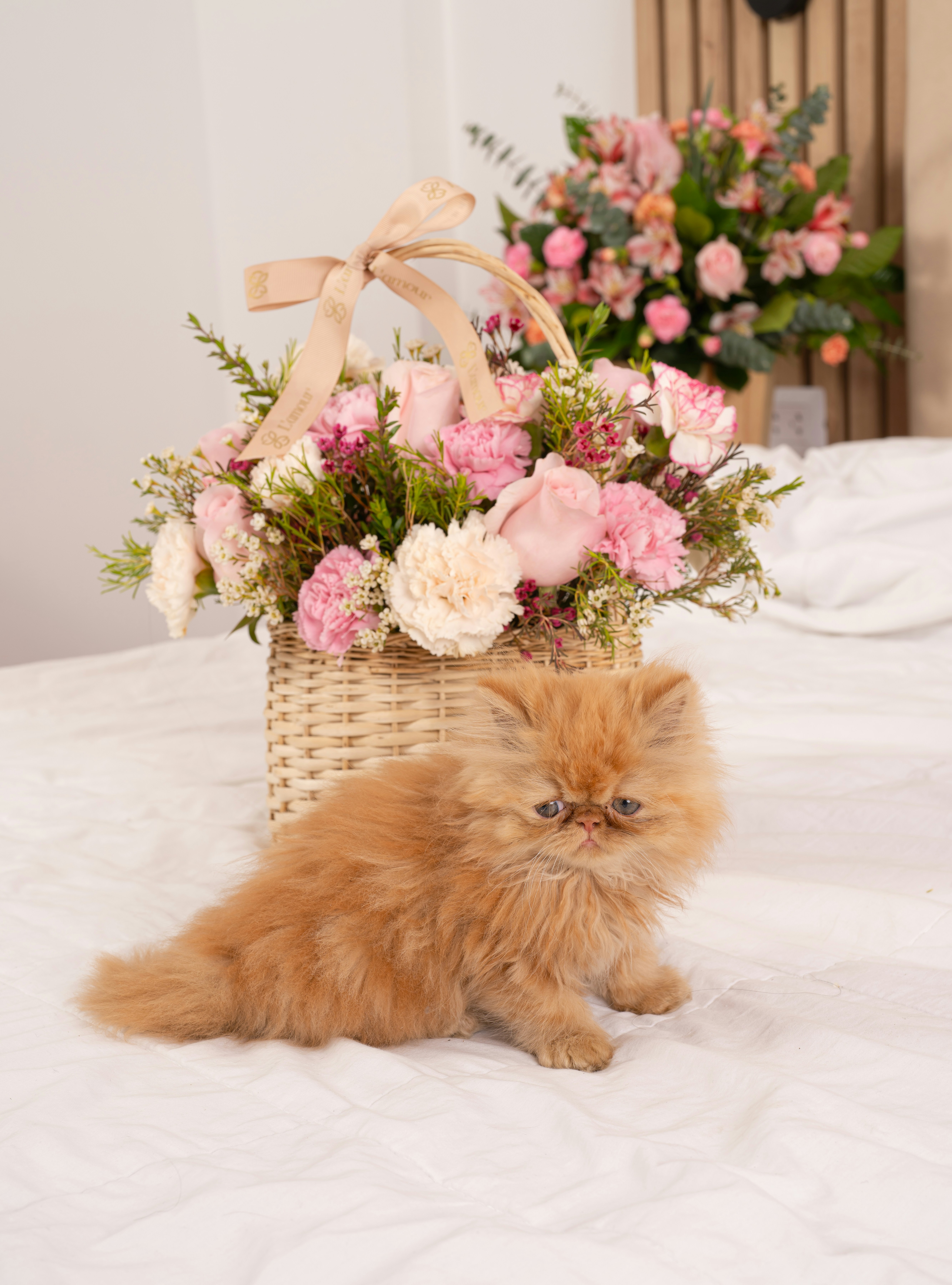 Ginger Kitten Among Pink Blooms on a Quiet Bed