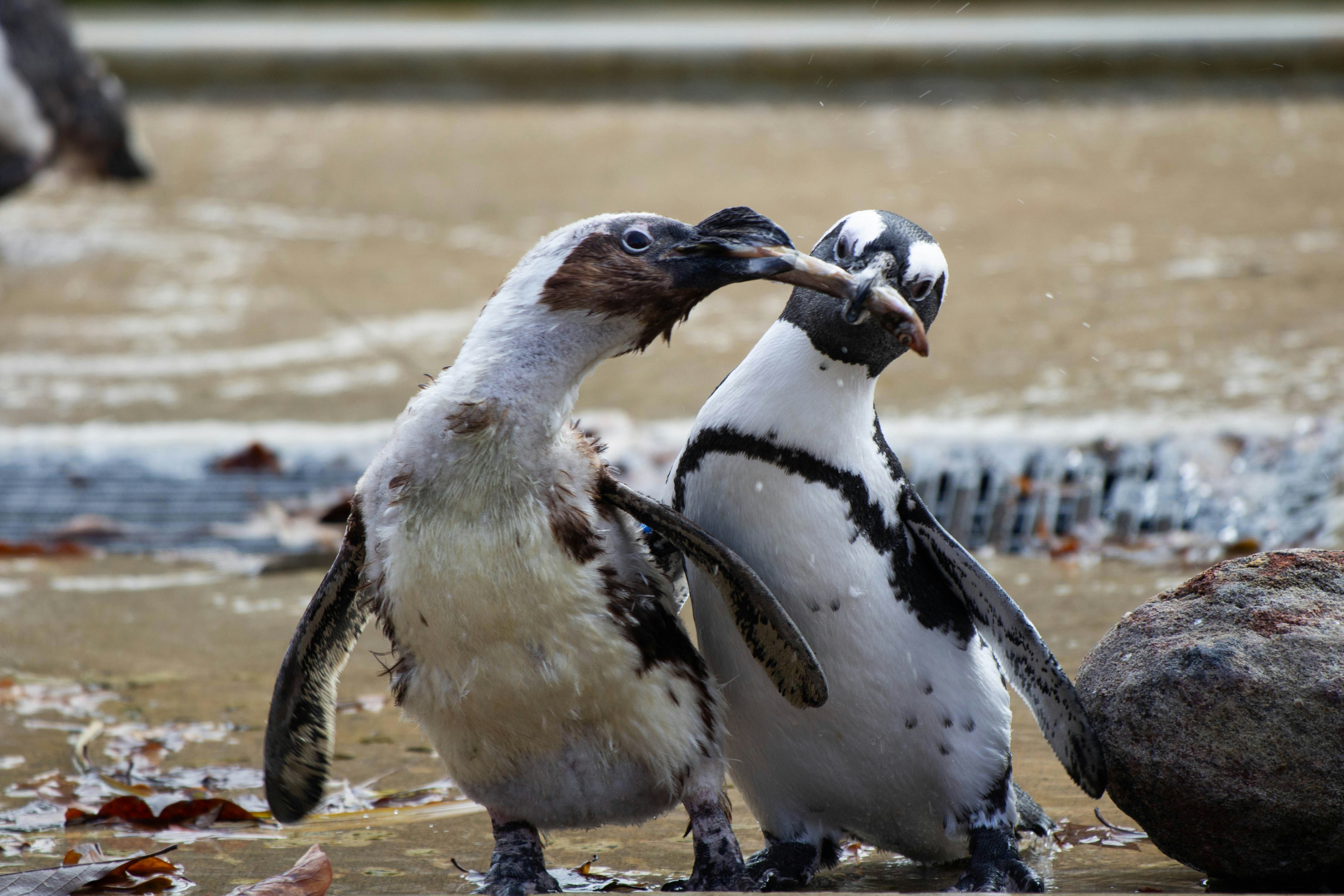 A couple of penguins standing next to each other photo – Free Animal ...
