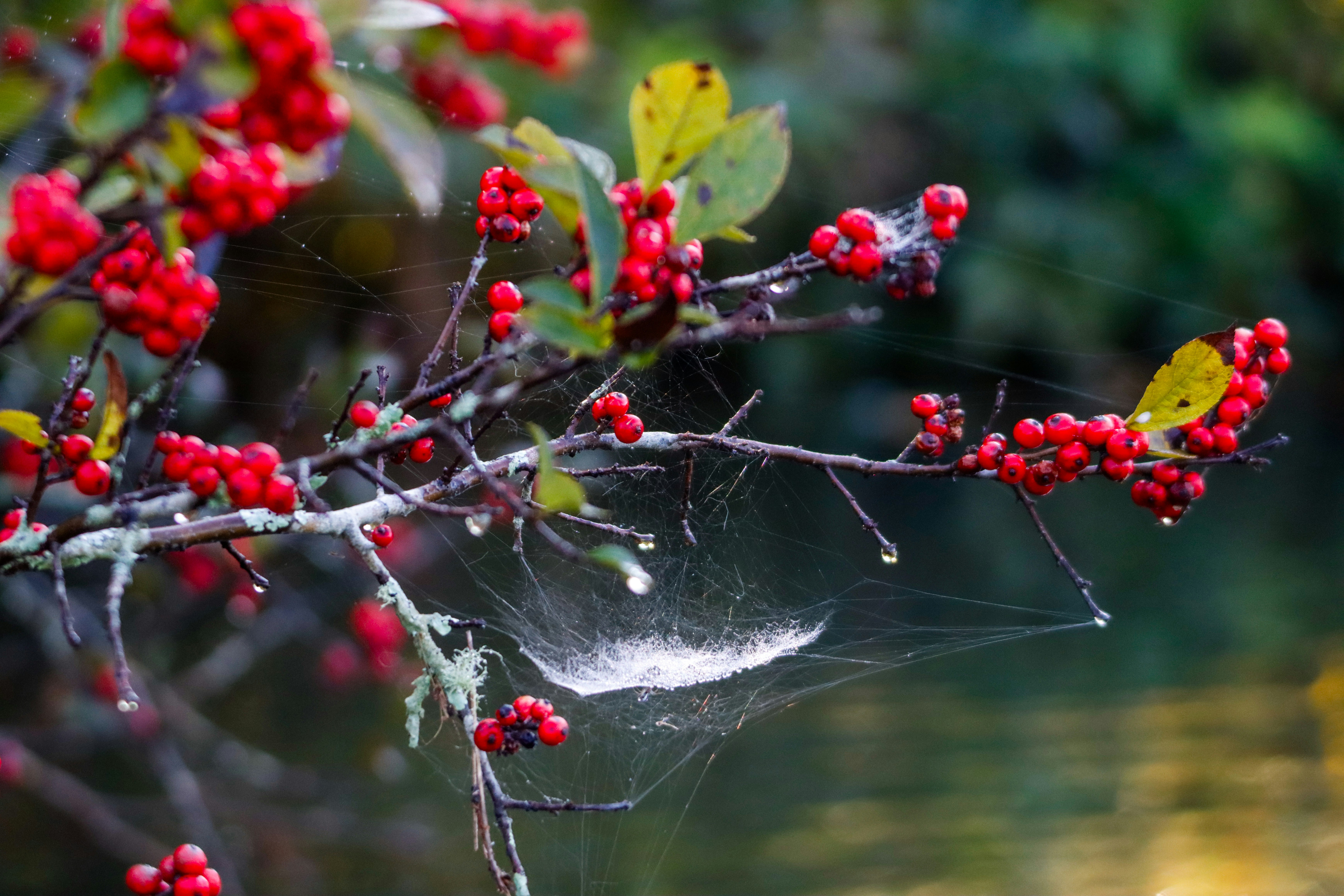 A spider web hanging from a tree branch with red berries photo – Free ...