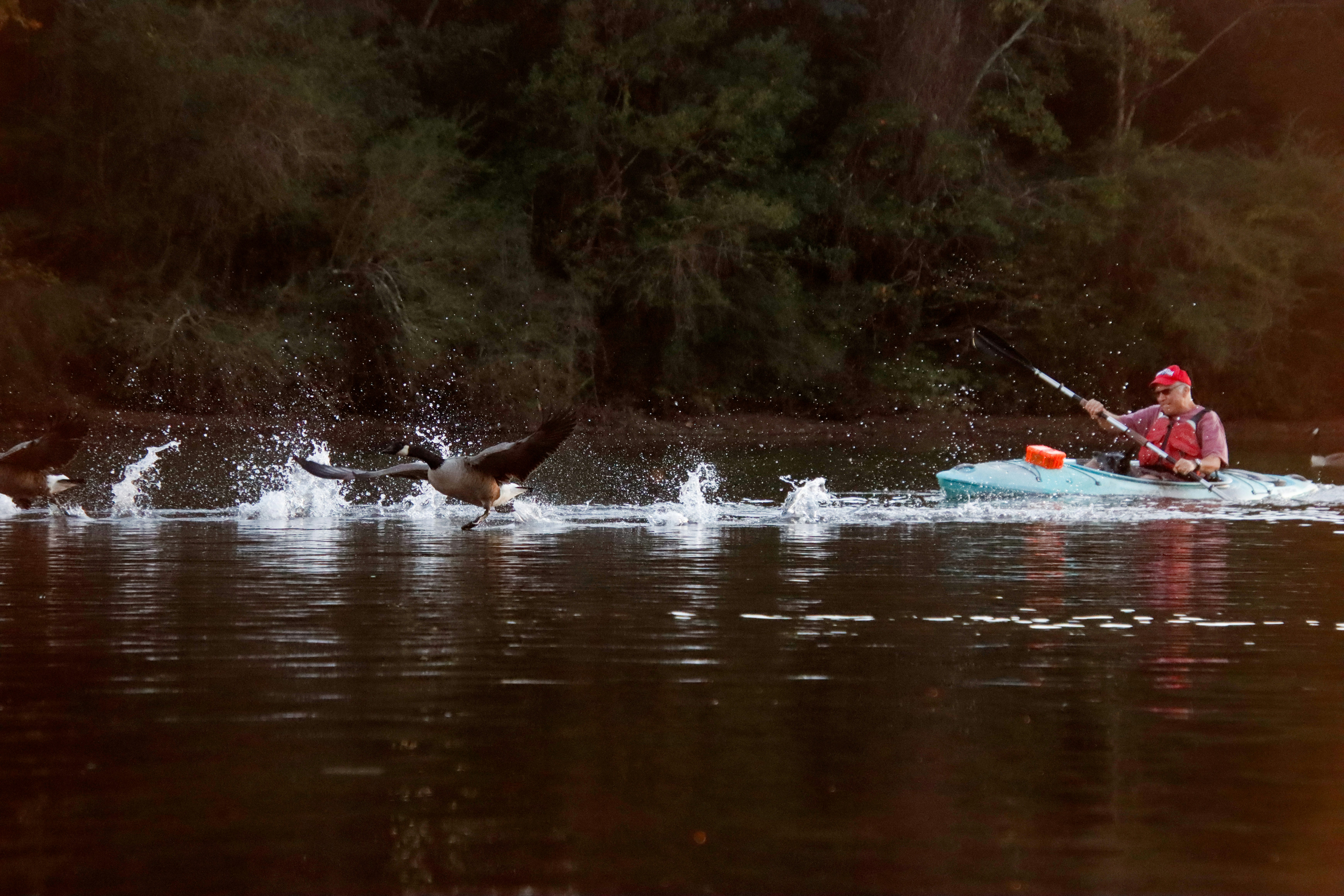 Wings Over the Wake: A Kayaker's Tense Moment