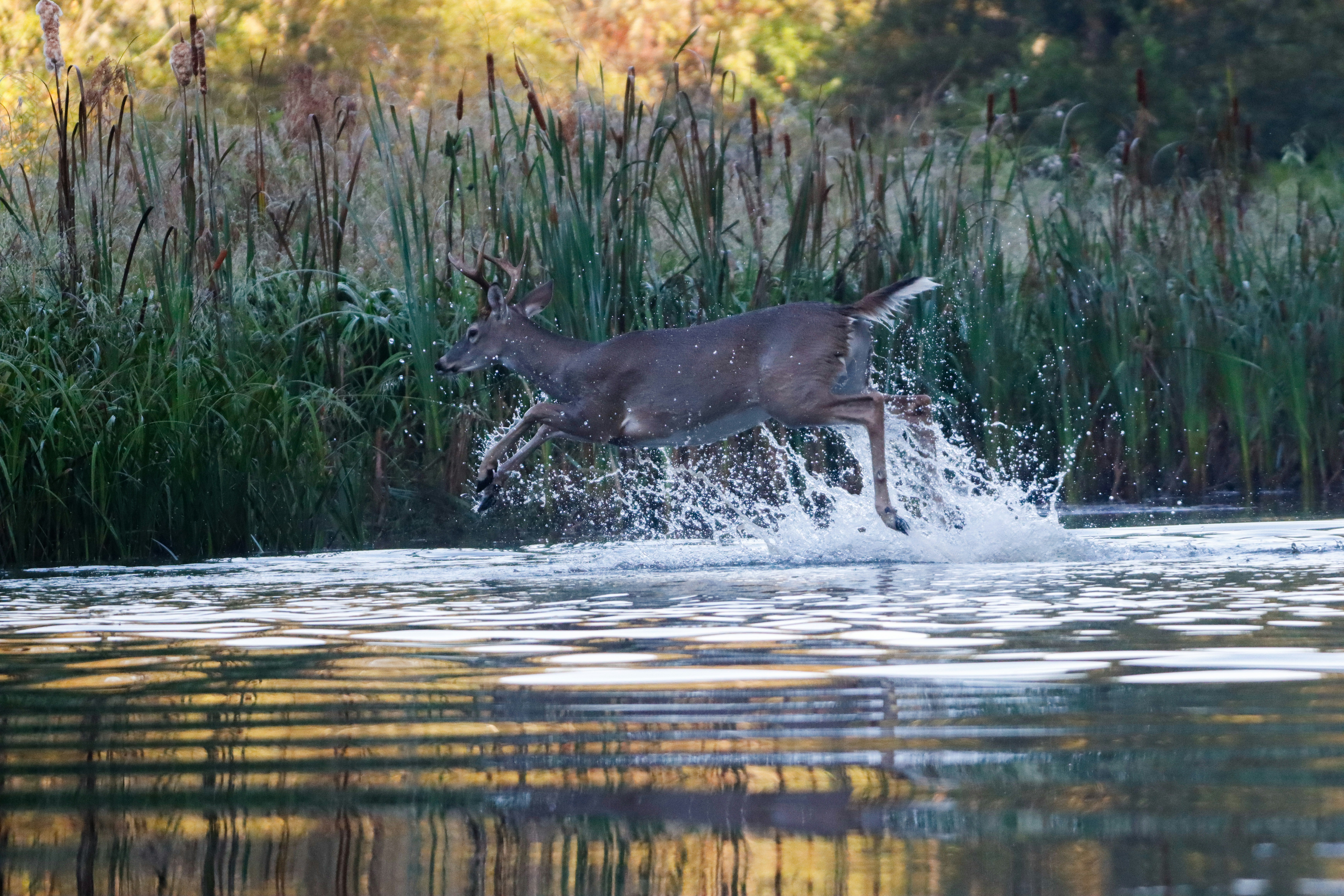 Foto Un ciervo corriendo a través de un cuerpo de agua – Imagen Gris ...
