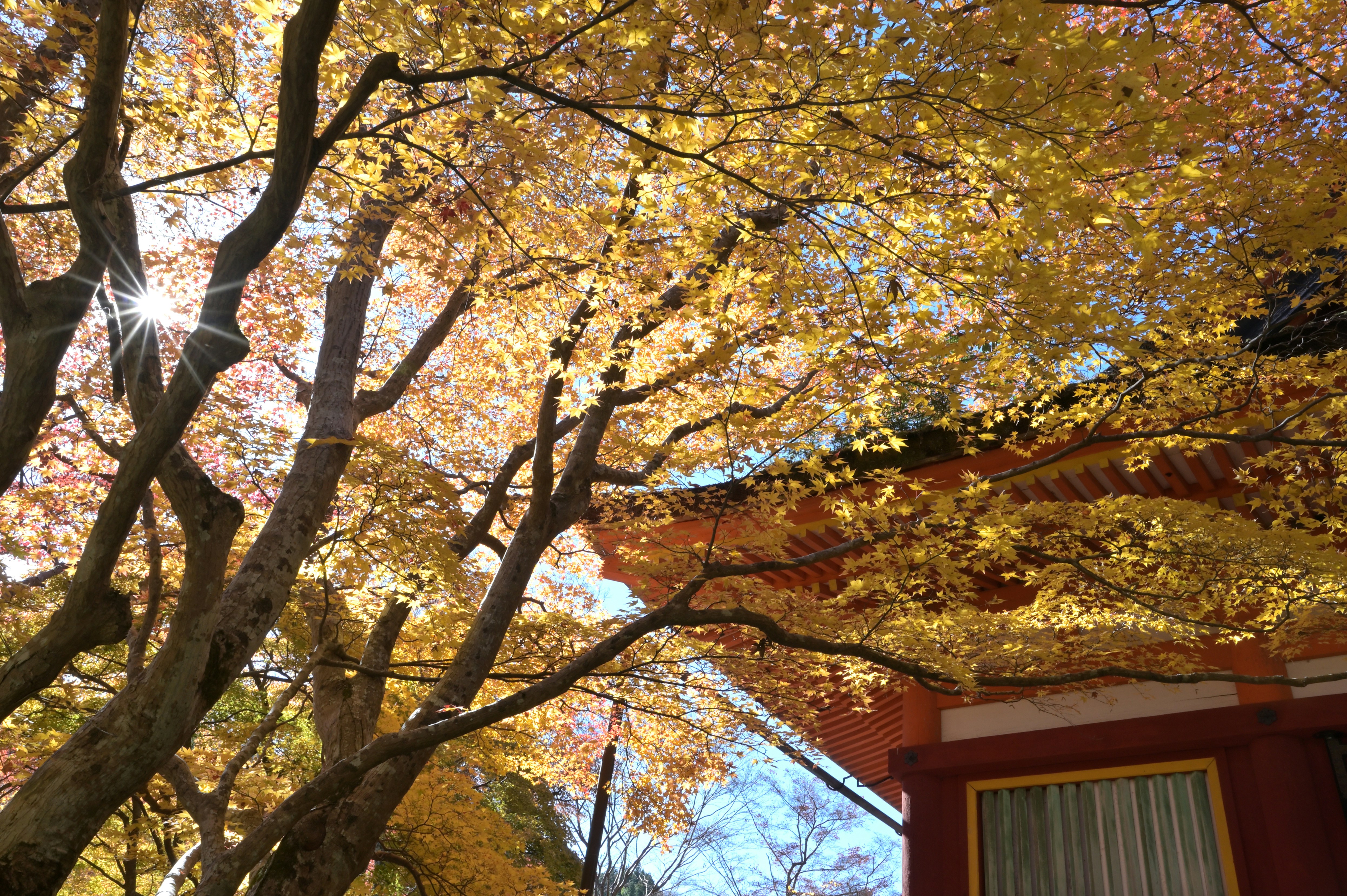 Crimson Corner Under a Sunlit Autumn Canopy