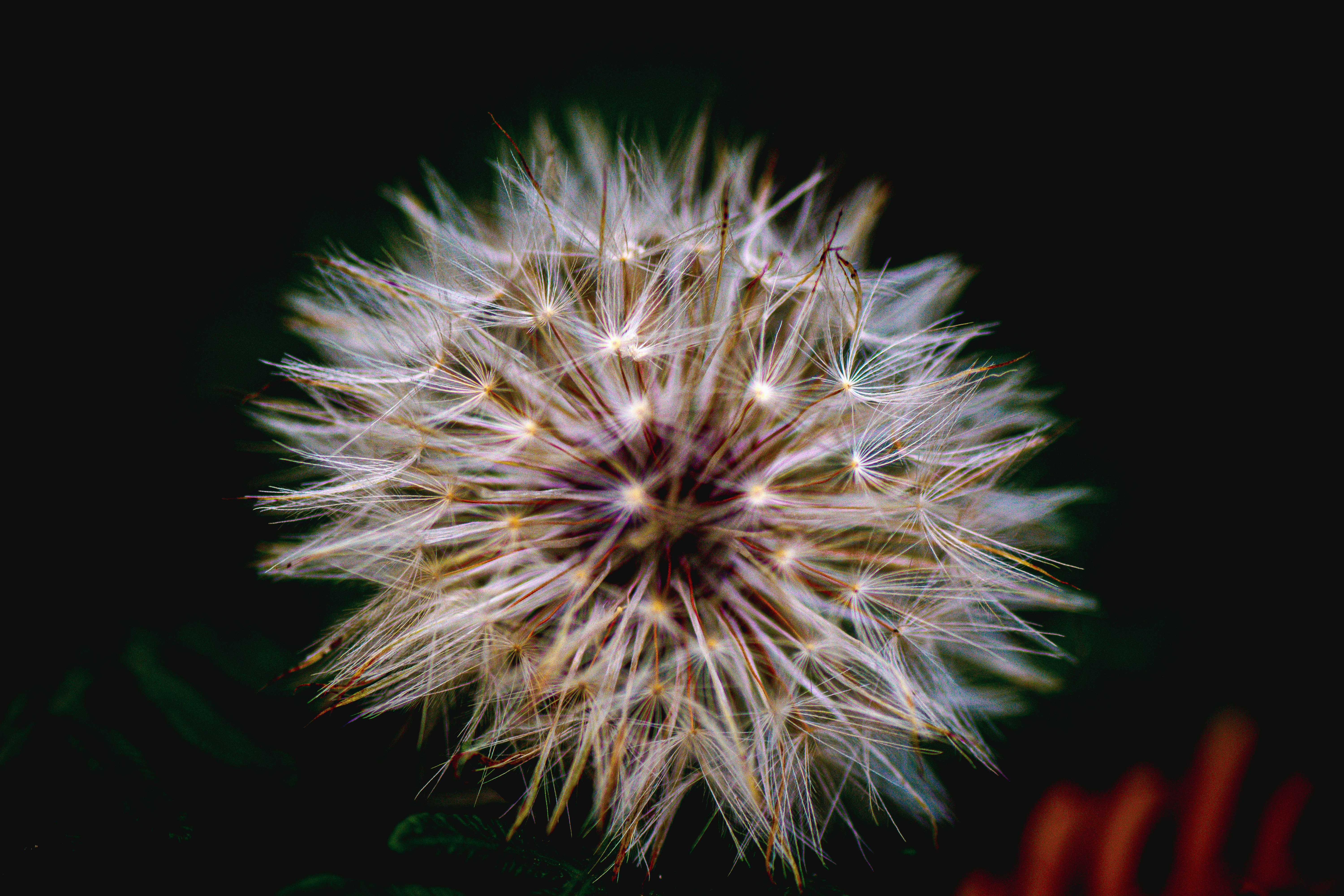 Dandelion Bloom in Midnight Velvet
