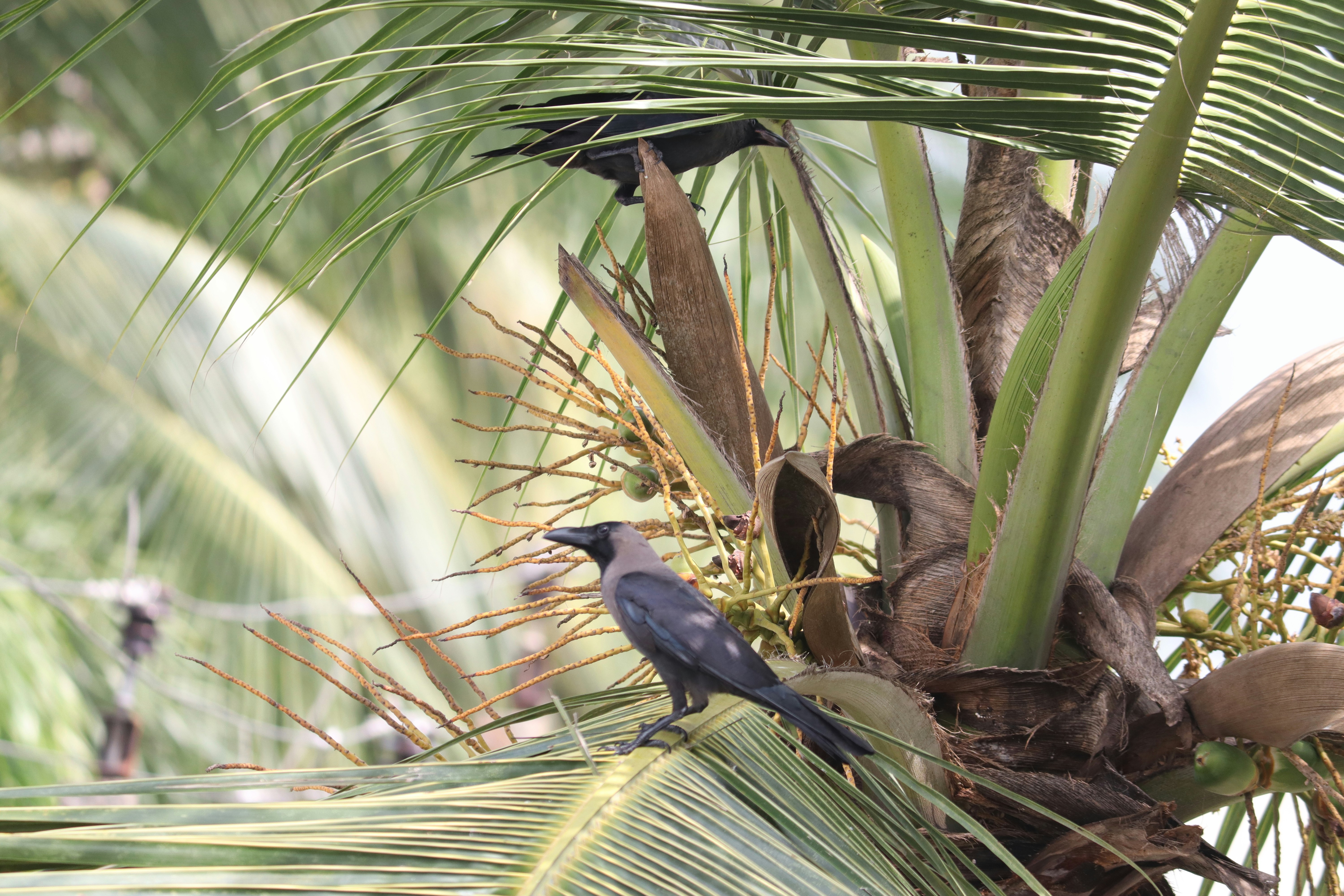 A couple of birds sitting on top of a palm tree photo – Free Guindy ...
