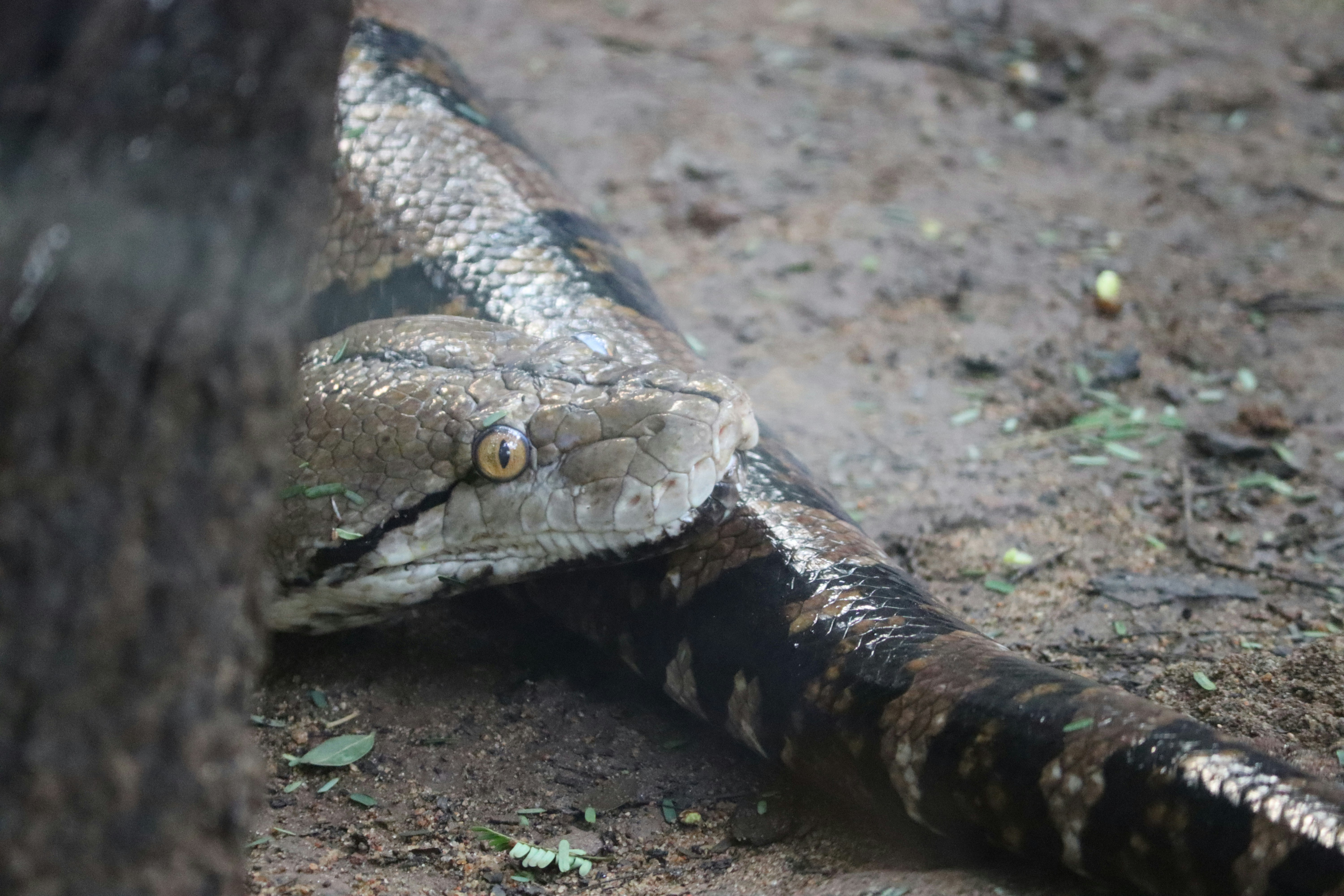 A snake that is laying down on the ground photo – Free Guindy national ...