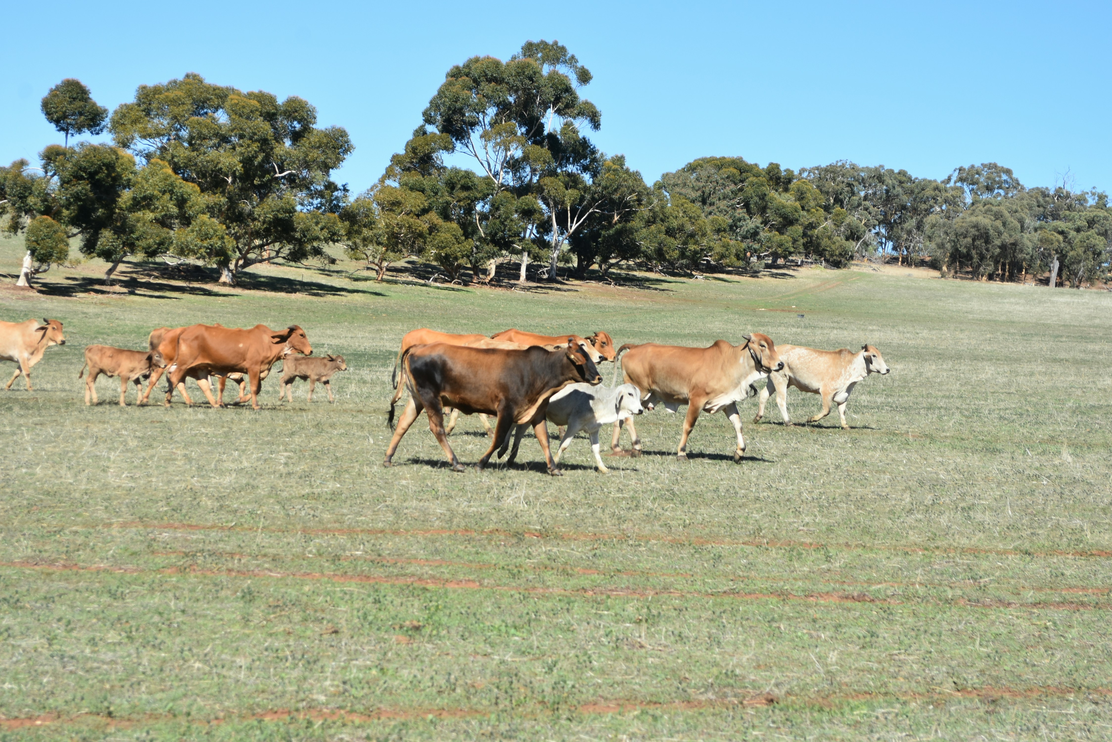Herd Crossing the Sunlit Plain