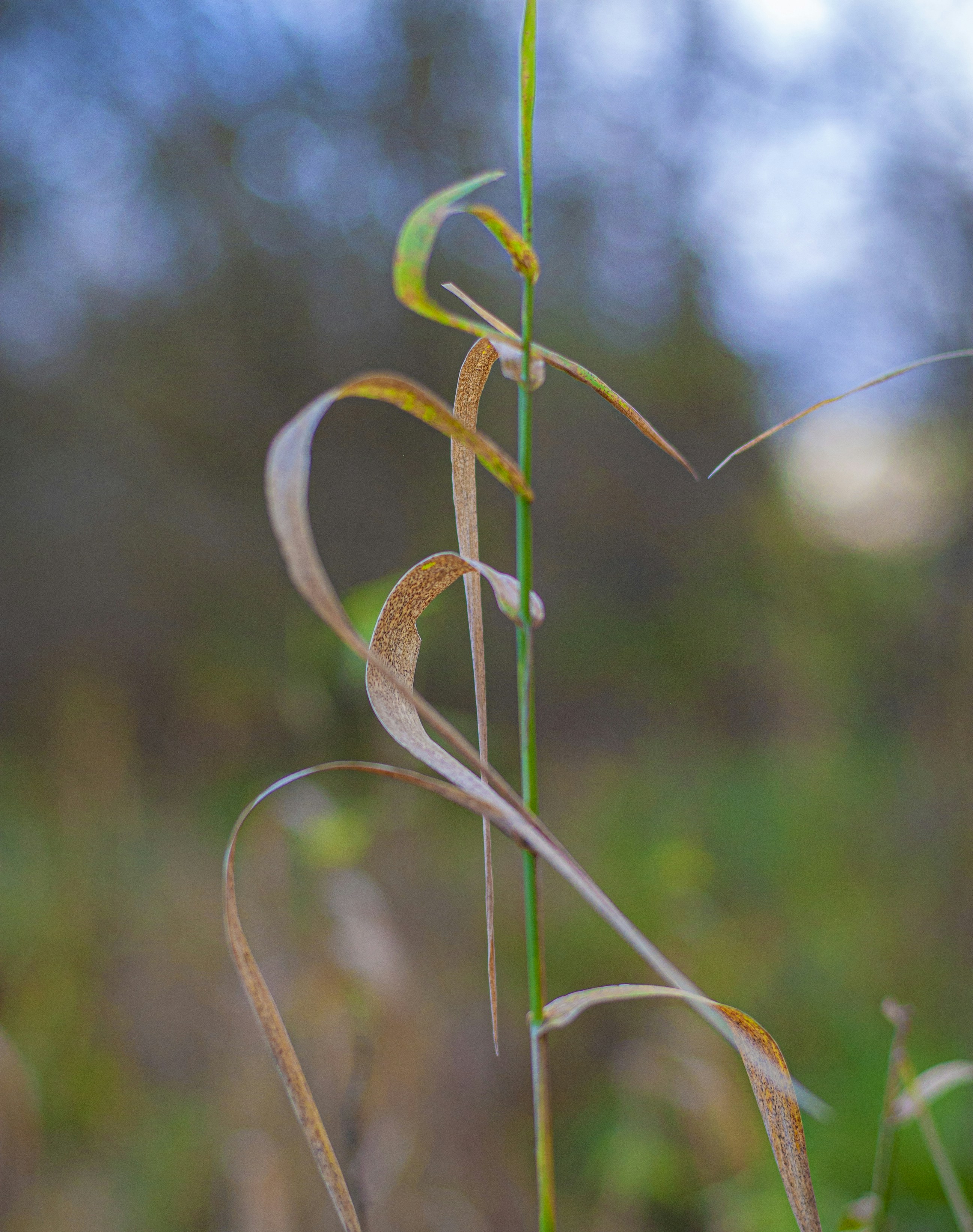 Ribboned Quietude: Bronze Leaves Embrace a Green Stem
