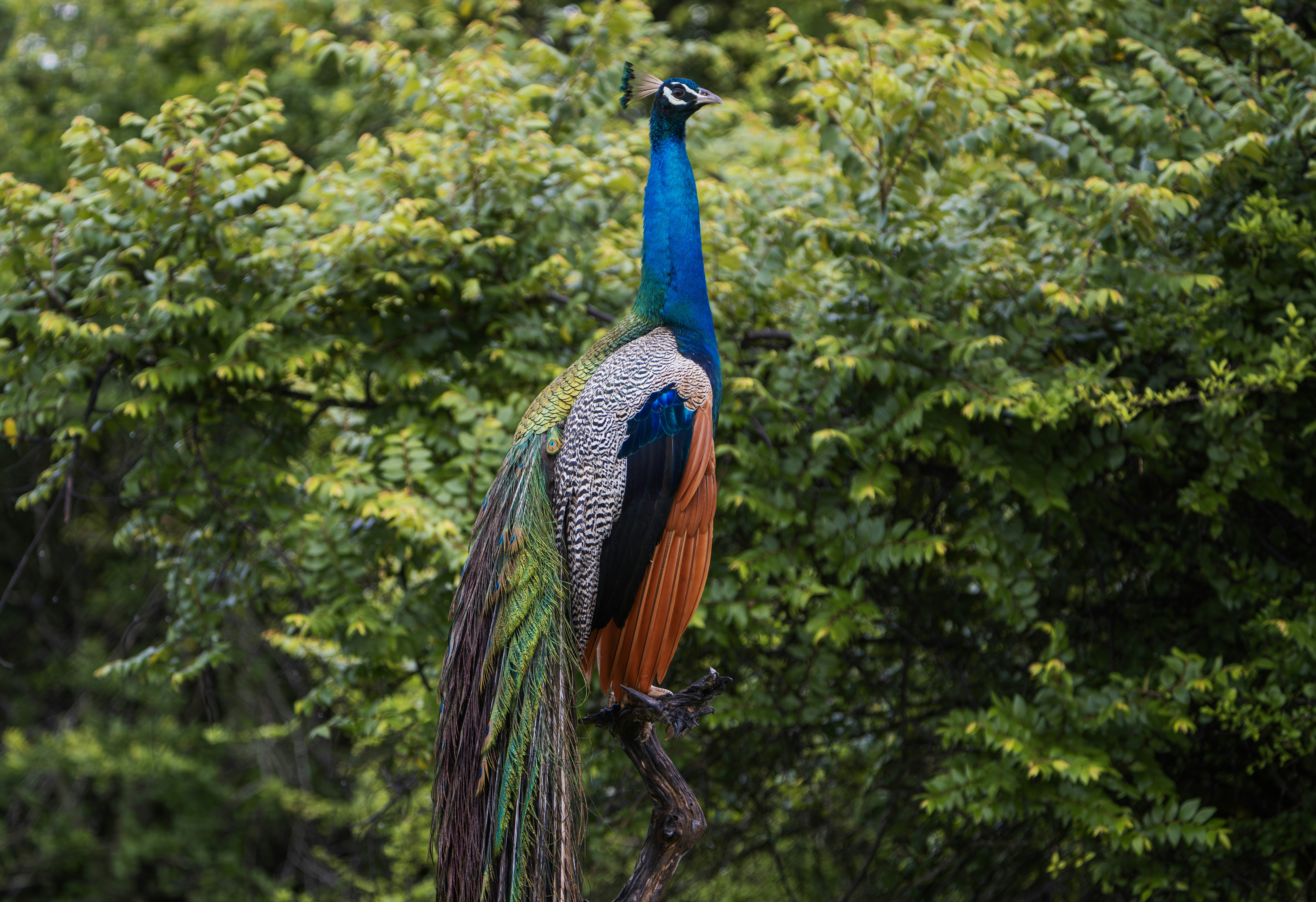 Emerald Crest on a Weathered Branch: Peacock Amid Verdant Canopy