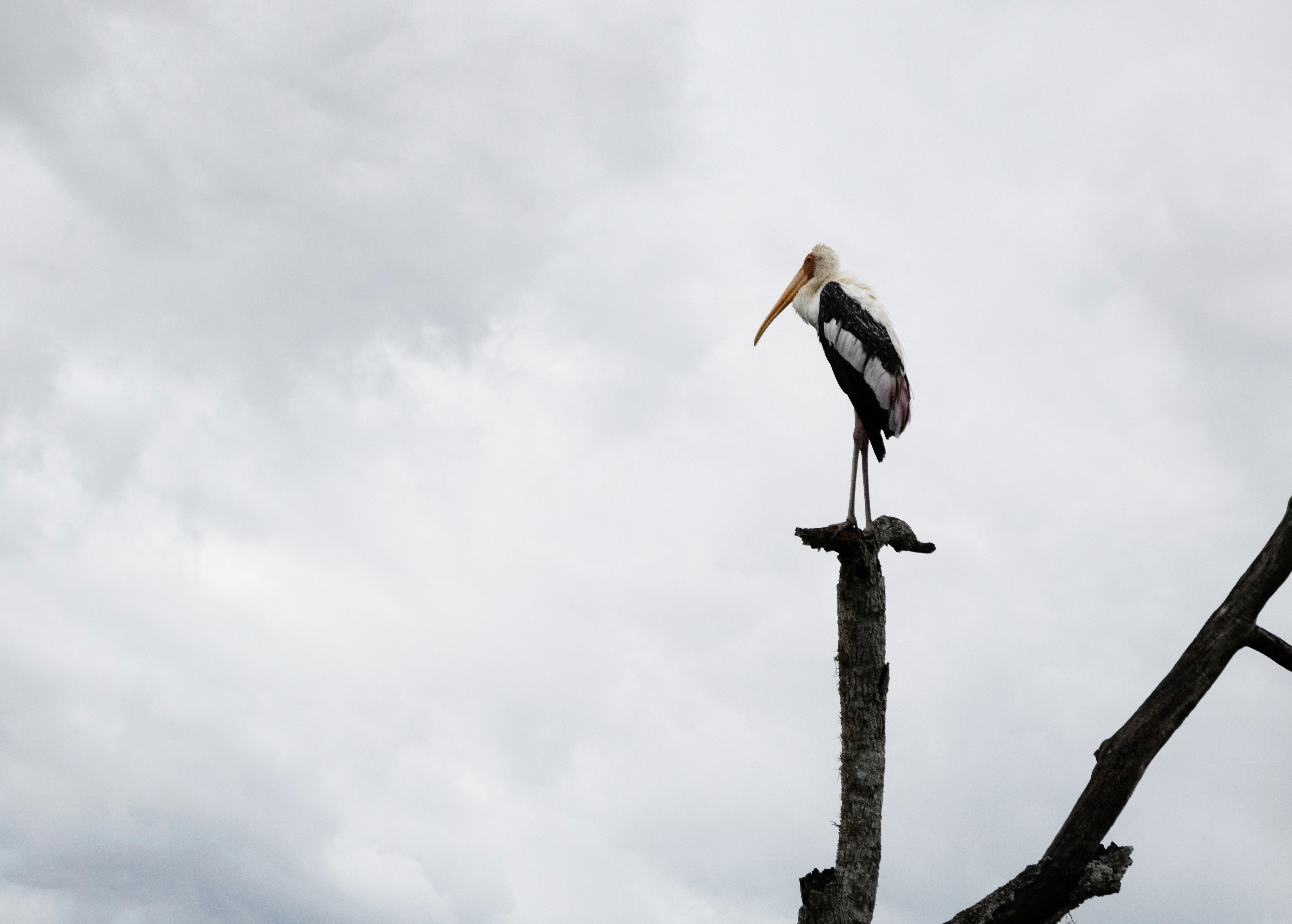 Perched Sentinel on a Weathered Spire