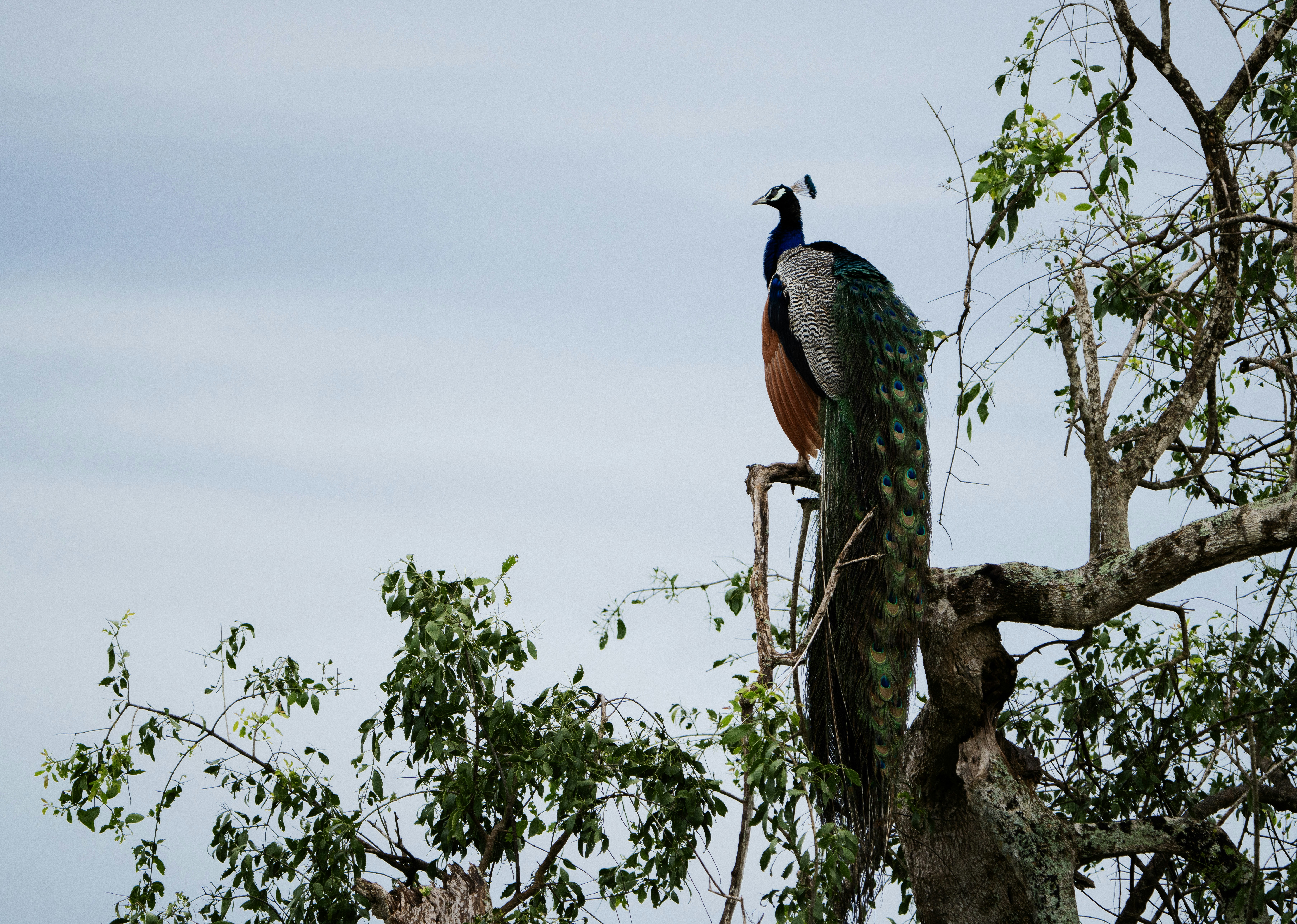 Perched Majesty Above the Canopy: Peacock on a High Branch