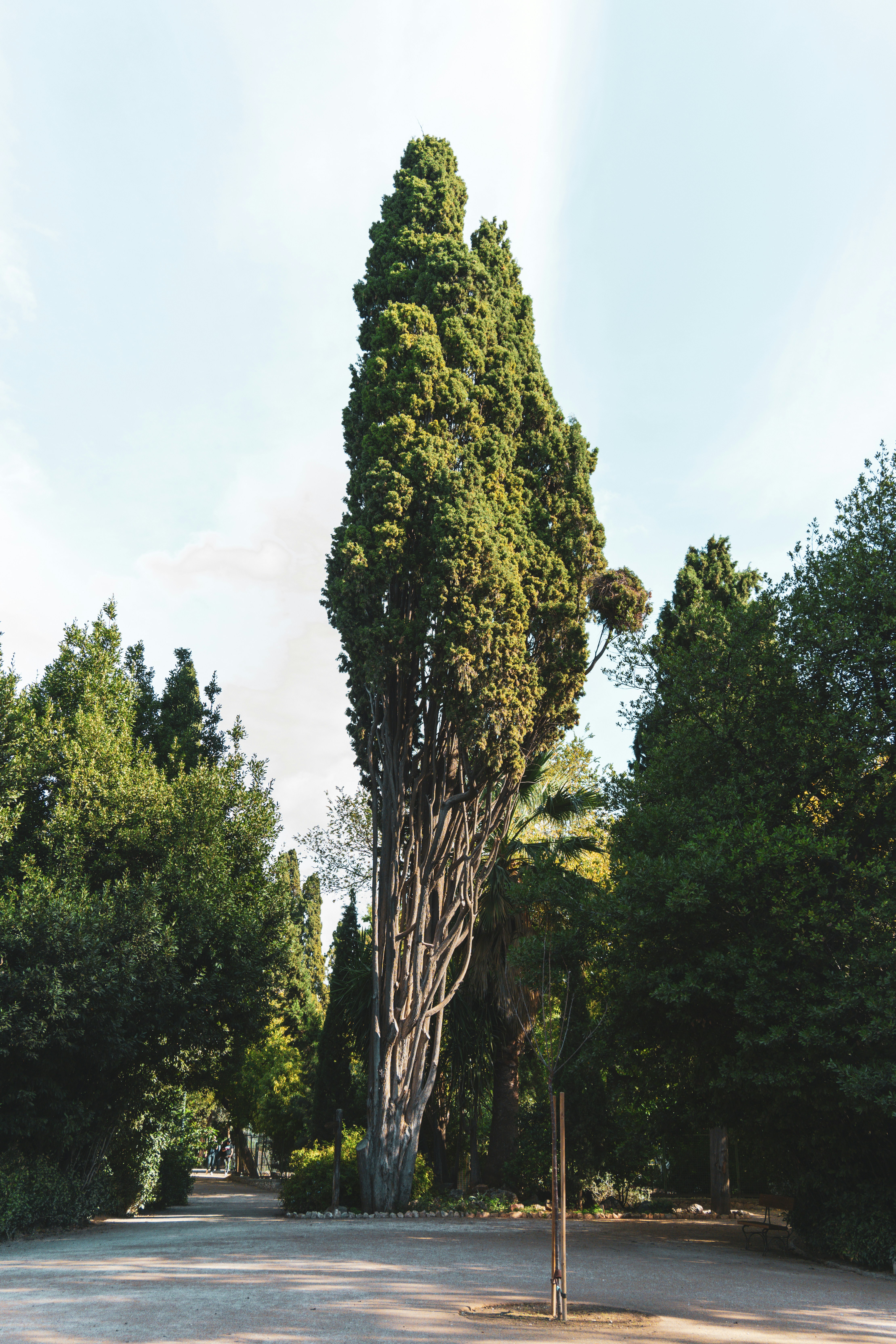 Verdant Spire Along a Quiet Park Path