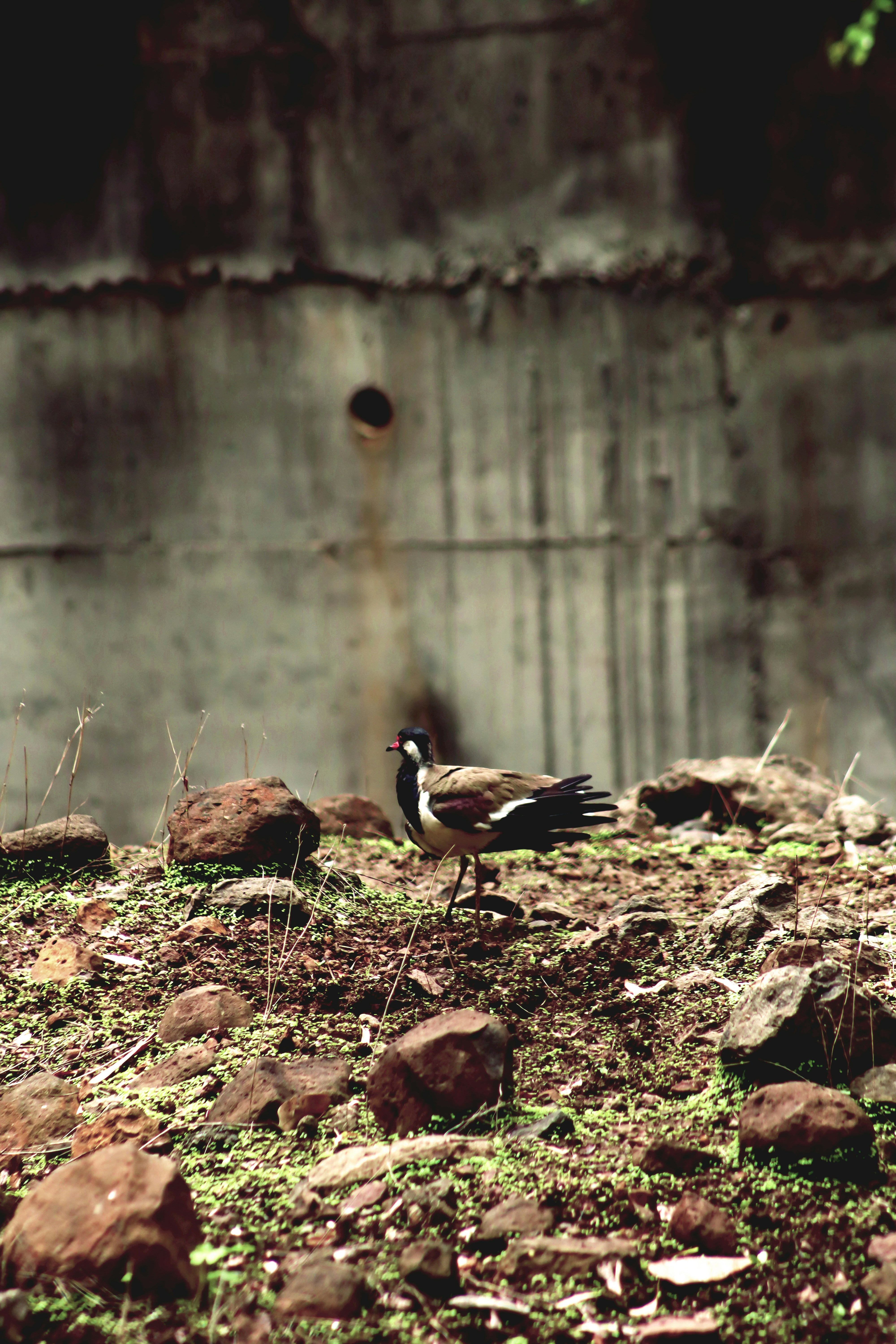 Lone Avian Stance on Rocky Ground Beneath a Weathered Wall