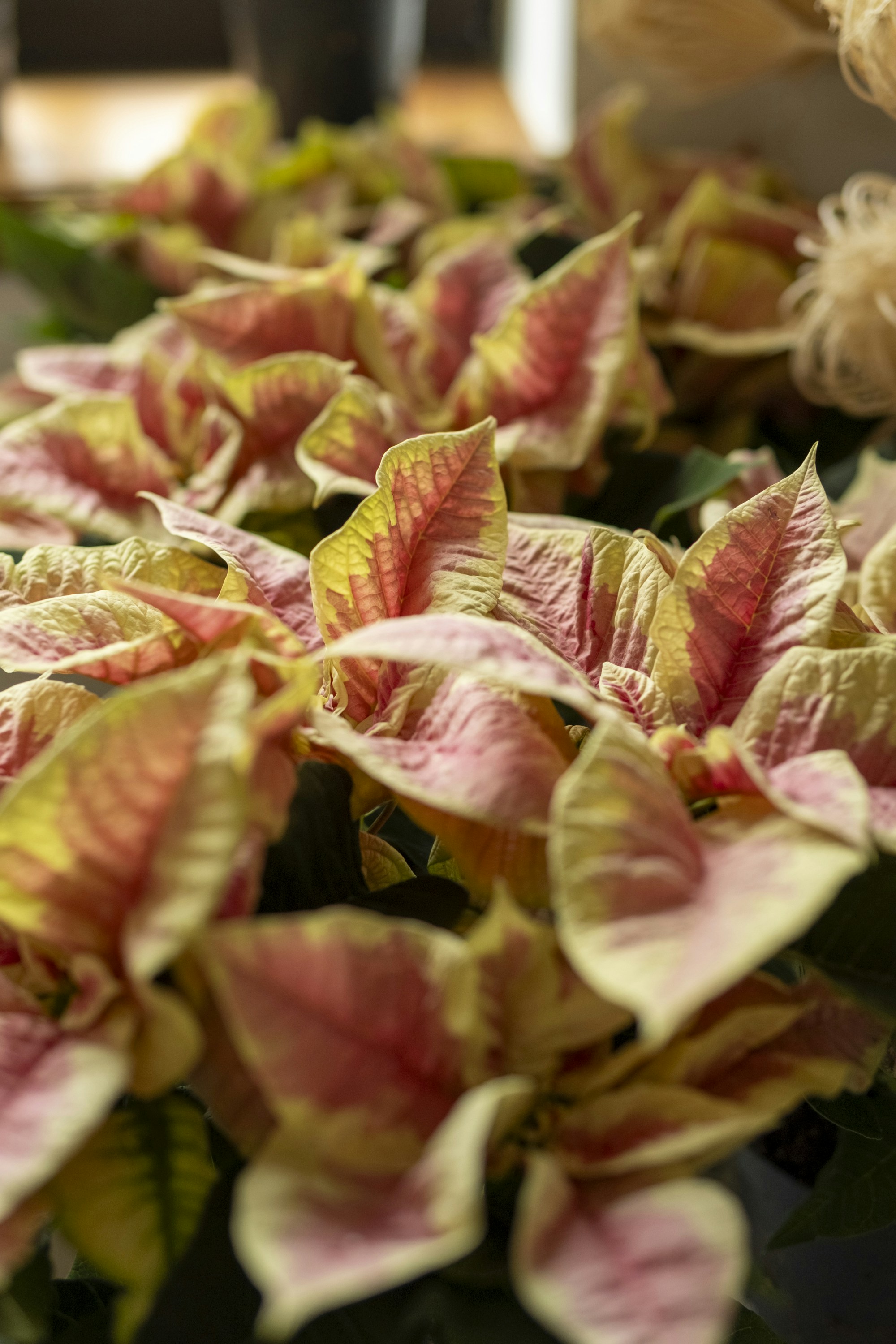 Whispers of Nature: The Elegance of Pink and Green