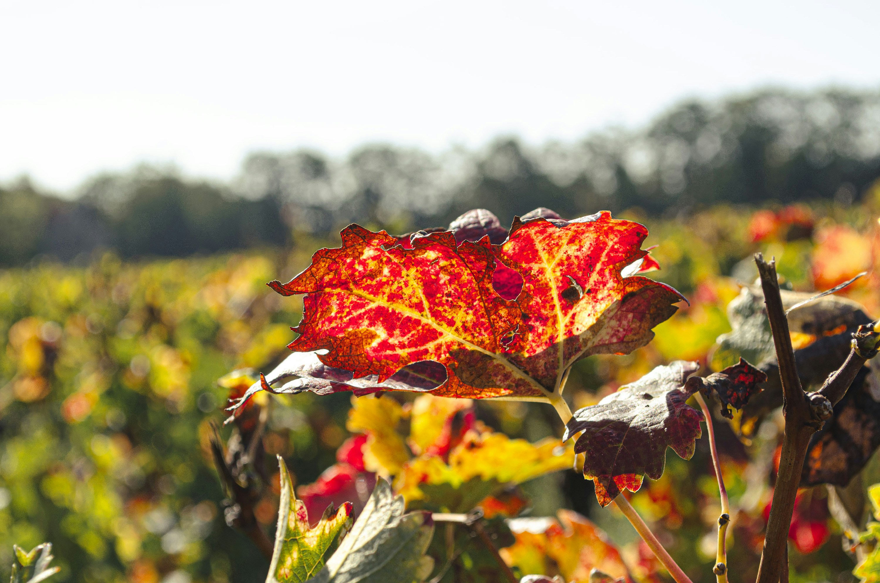Crimson Vein: Close-up of a sunlit autumn leaf against a blurred vineyard