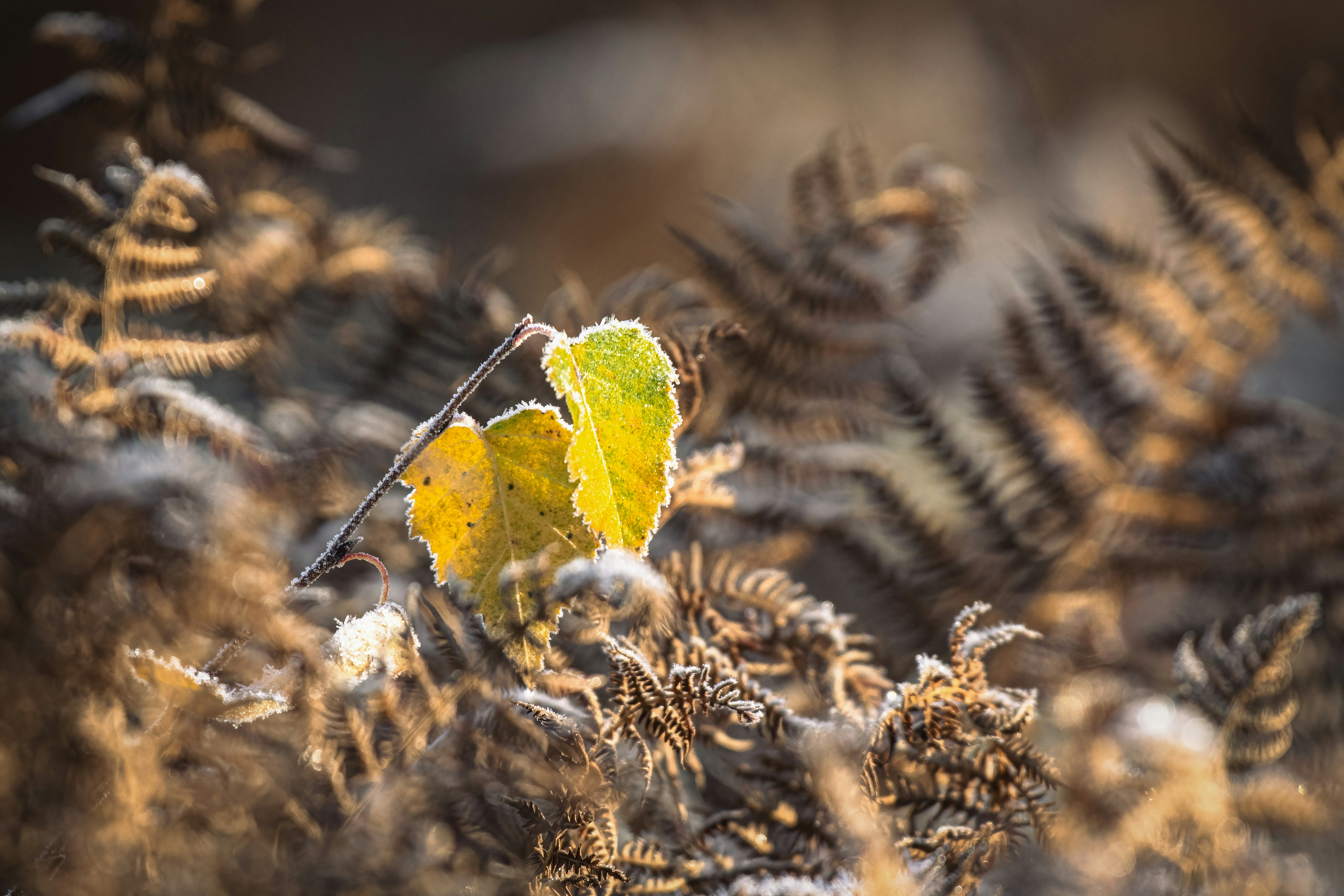 A Lone Green Leaf Surrounded by Velvet Ferns in Soft Focus