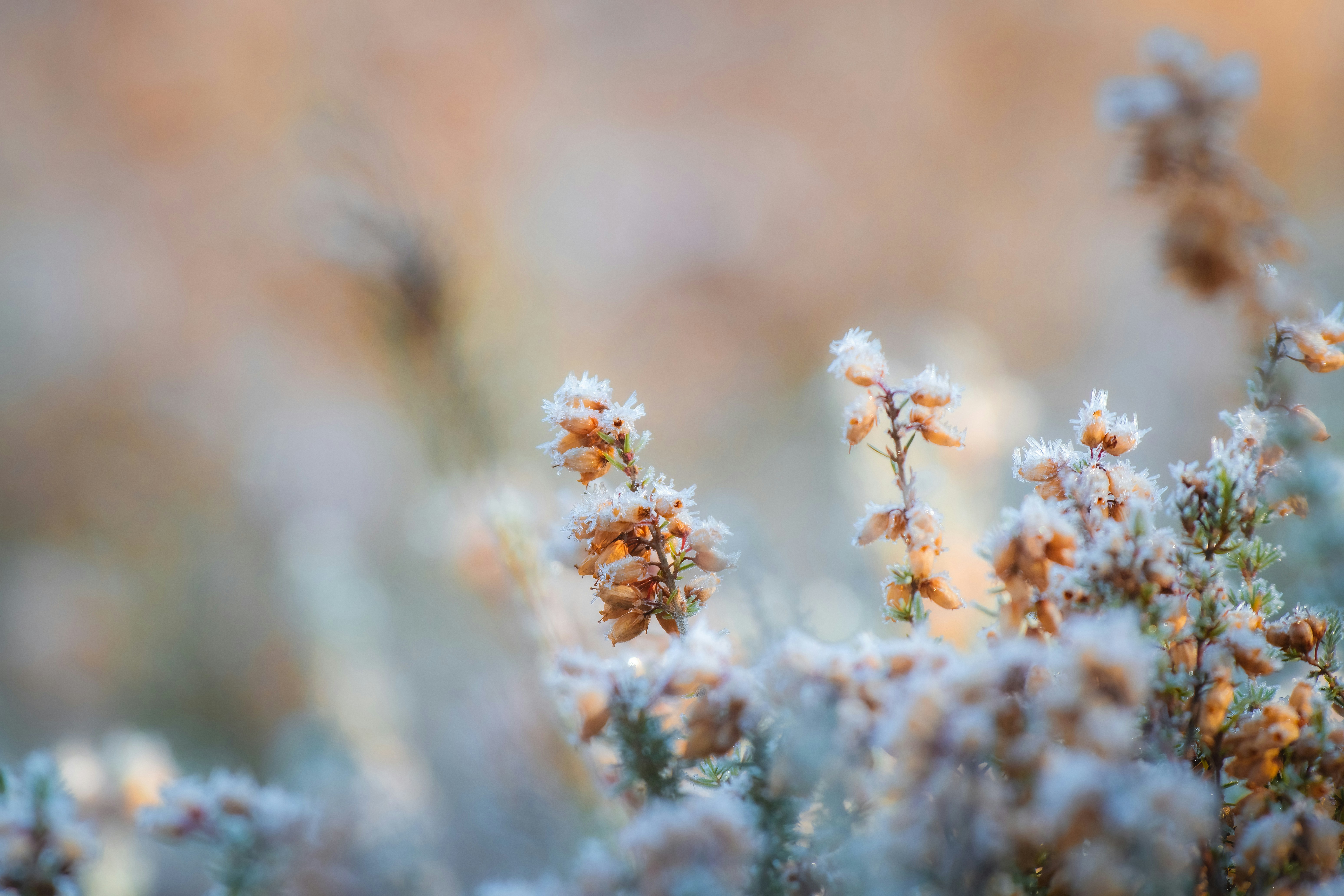 A bunch of flowers that are in the grass photo – Free Frost Image on ...