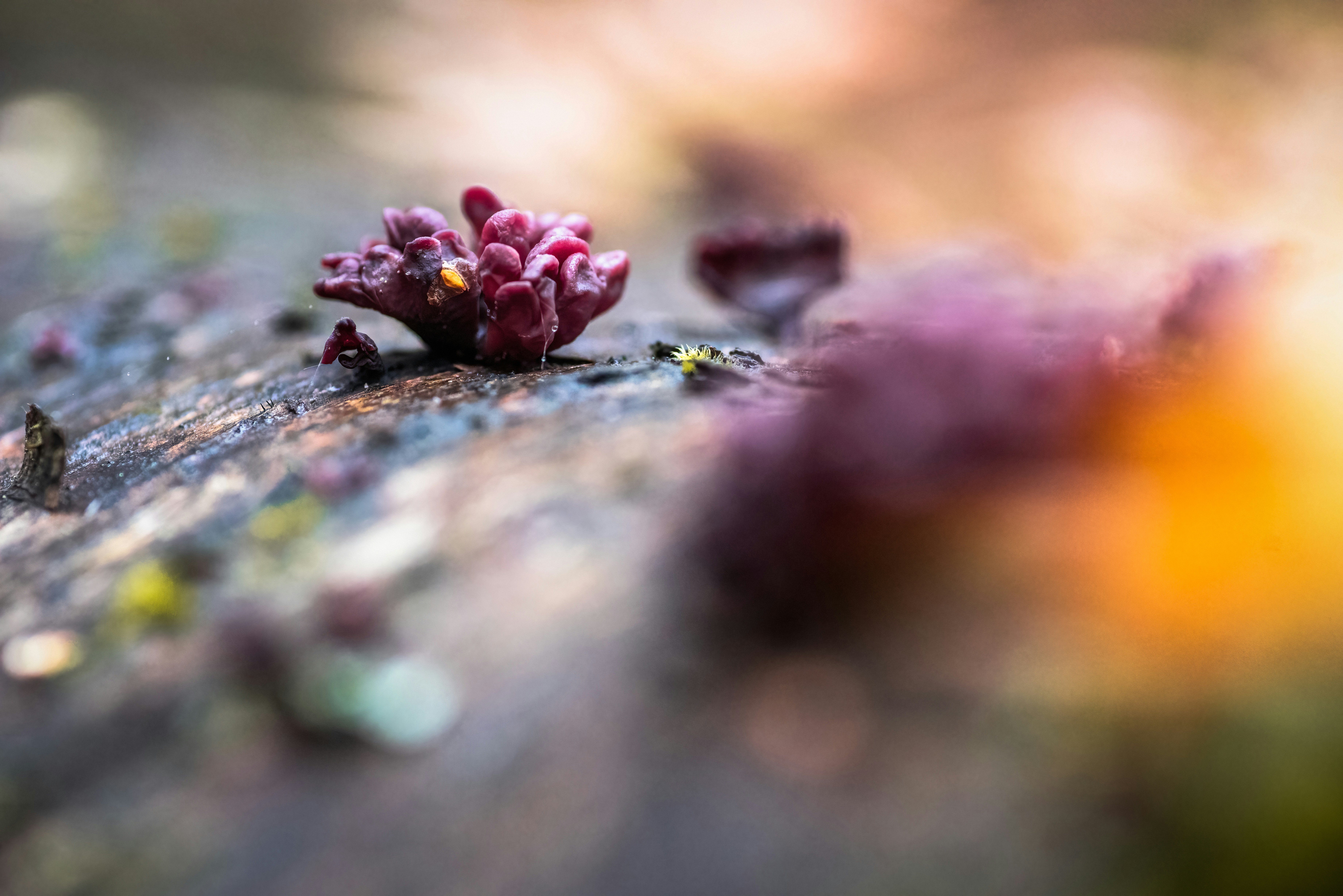 Petite Purple Buds on a Weathered Log