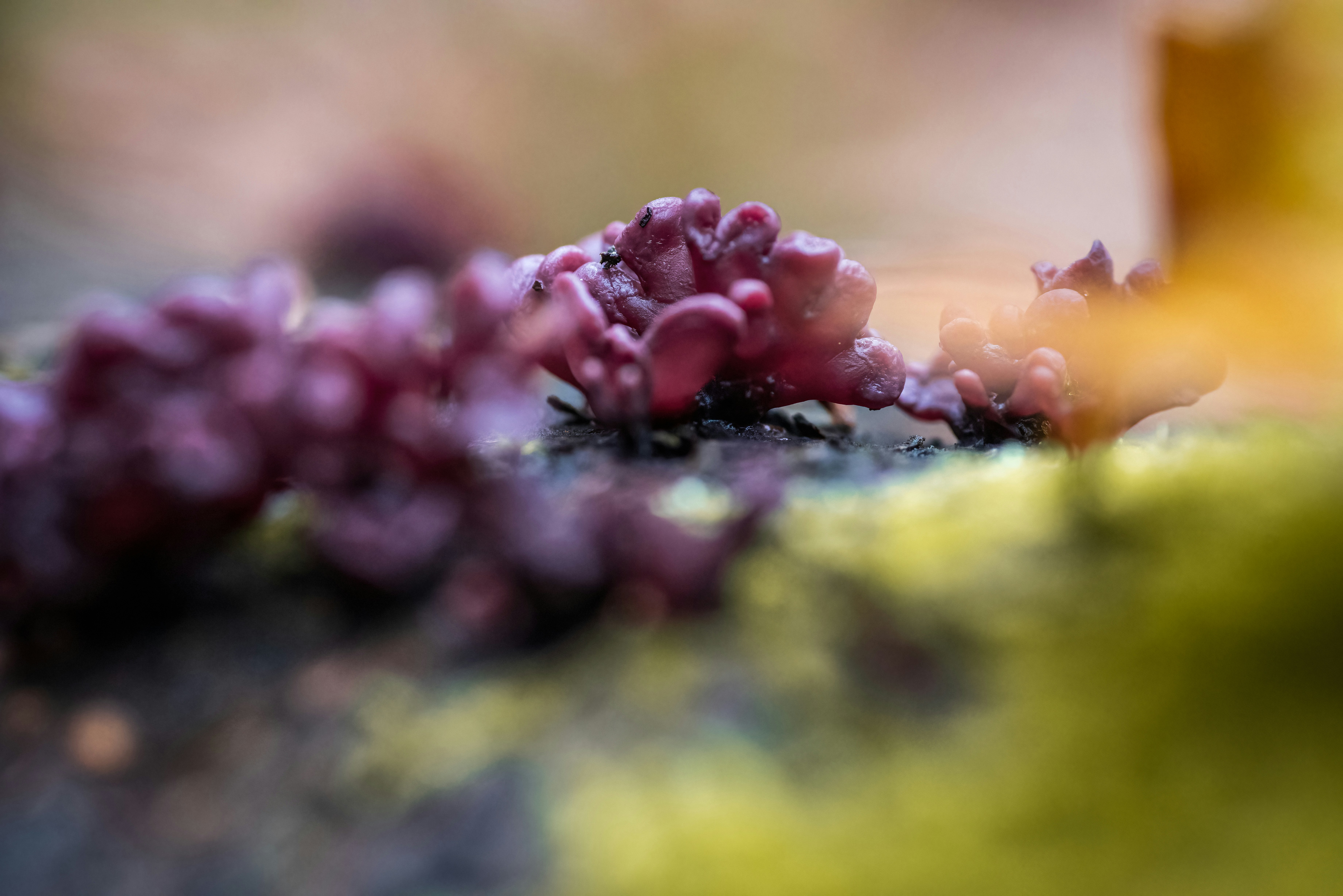 Crimson Fronds on a Mossy Rock — Macro Quietude