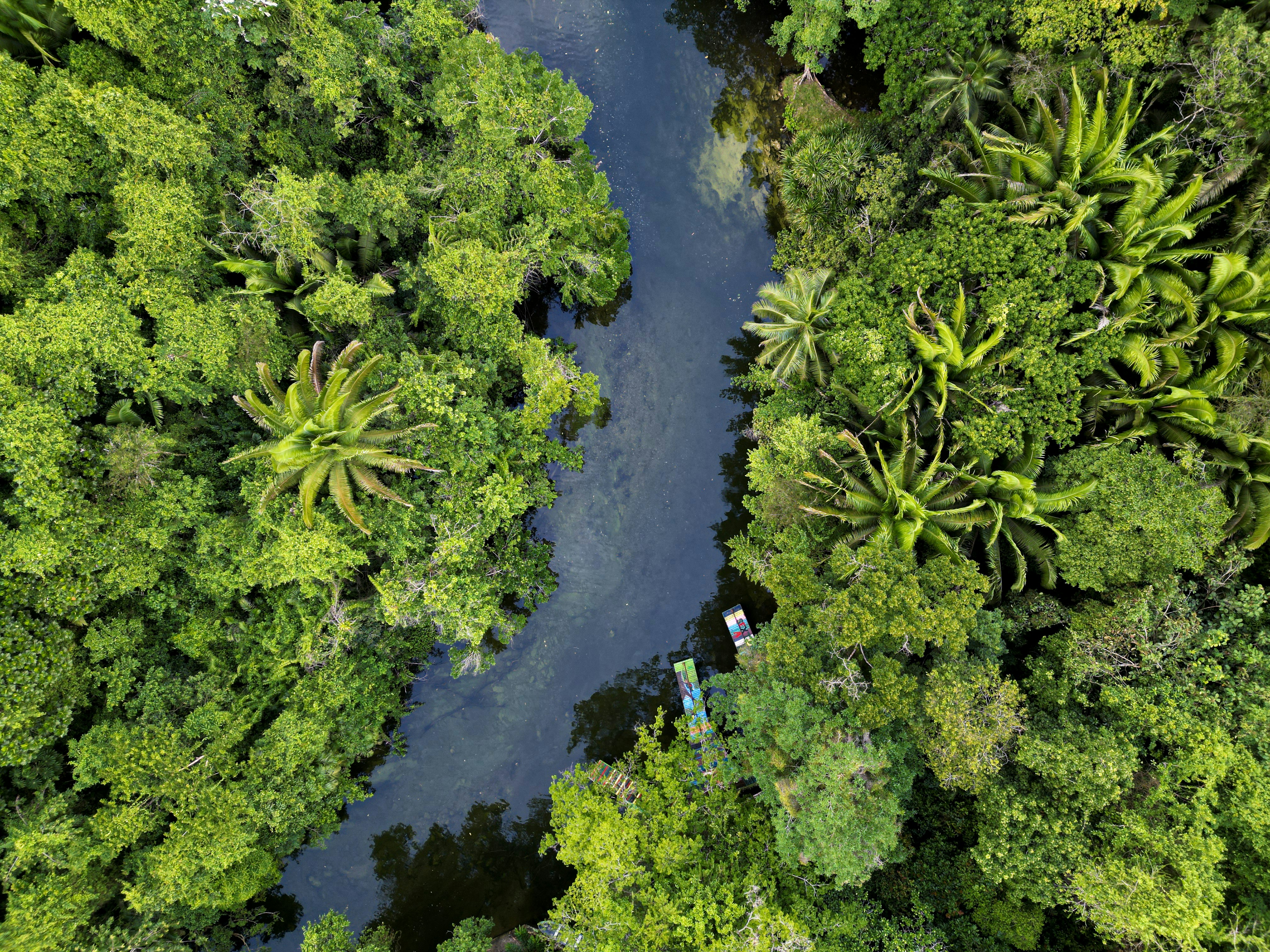 A lush, green jungle surrounds a winding river in a tropical landscape.