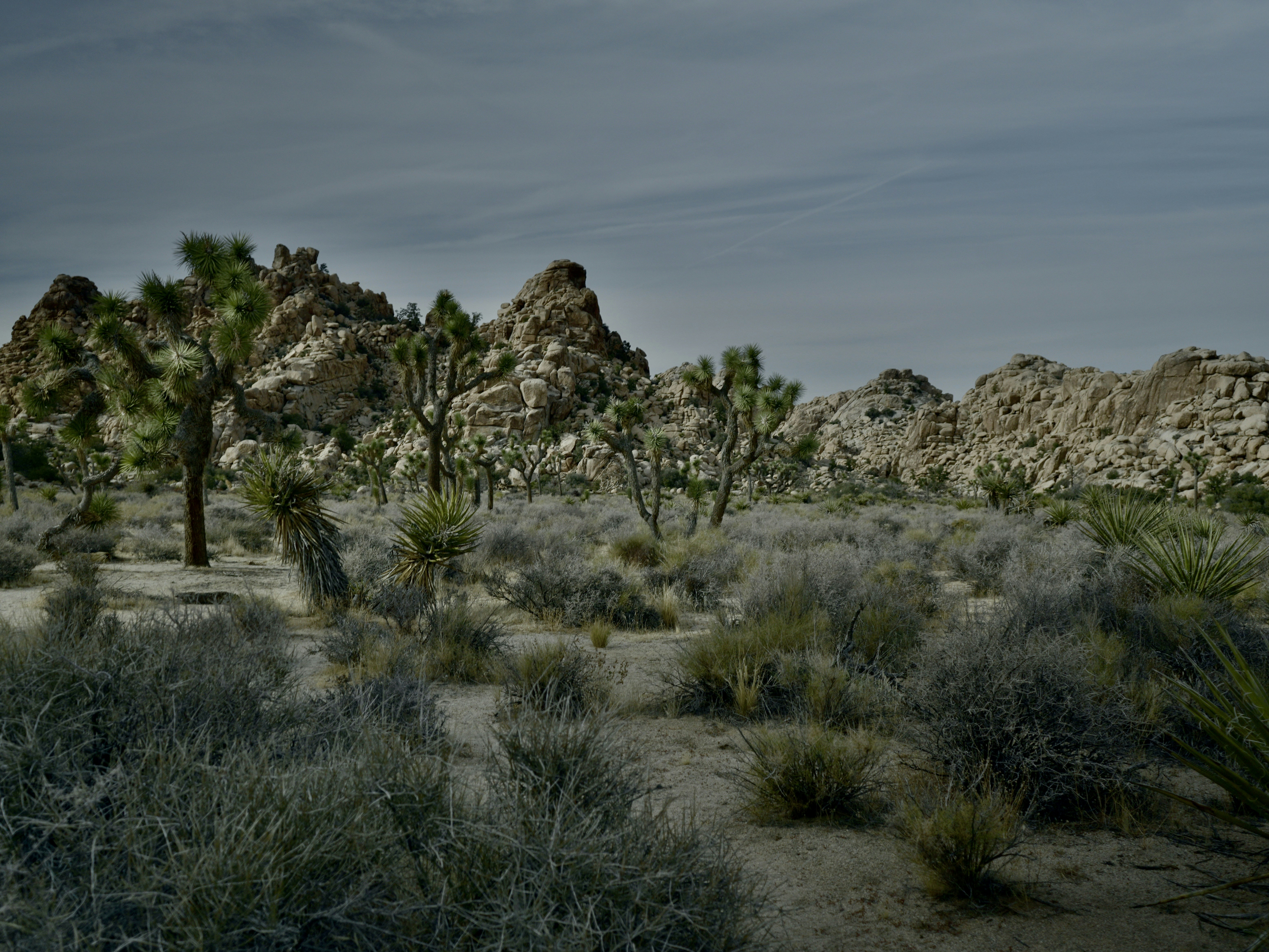 Joshua Trees at Dusk: Granite Sentinels Guard a Quiet Desert