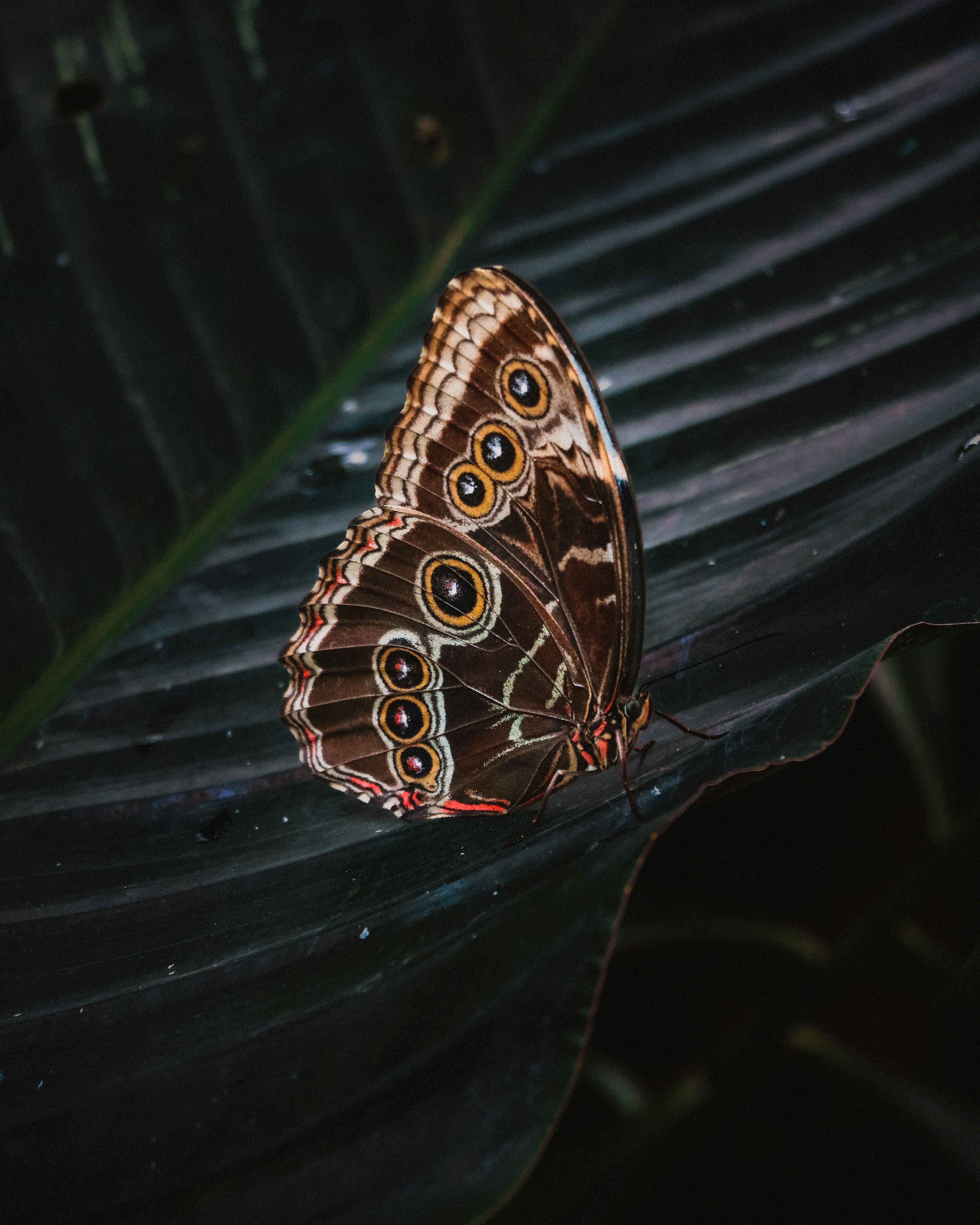 Eye-Spotted Brown Butterfly Perched on a Glossy Midnight Leaf