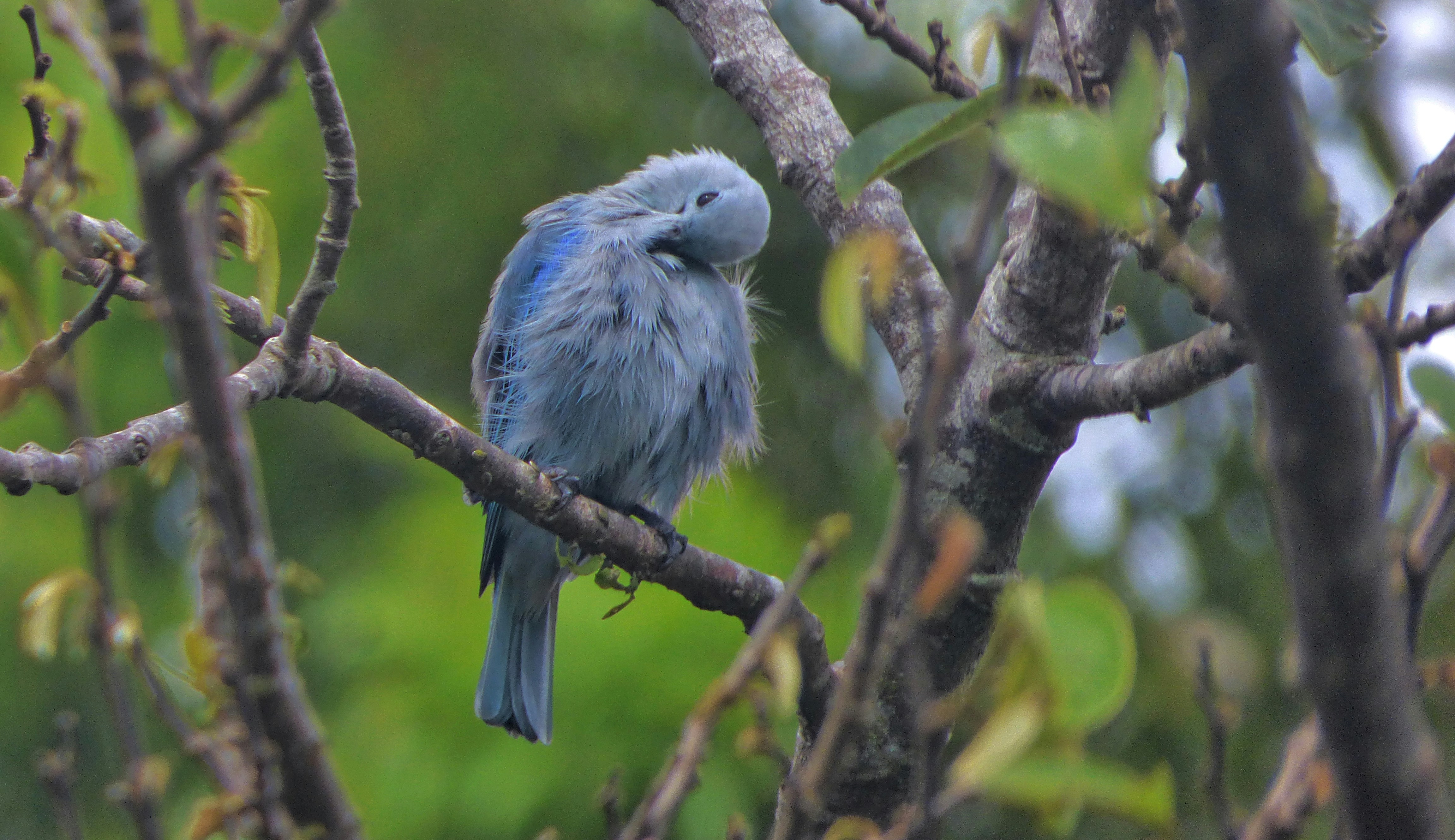 A delicate blue bird perched on a branch, surrounded by lush greenery, showcasing its vibrant plumage and curious demeanor.