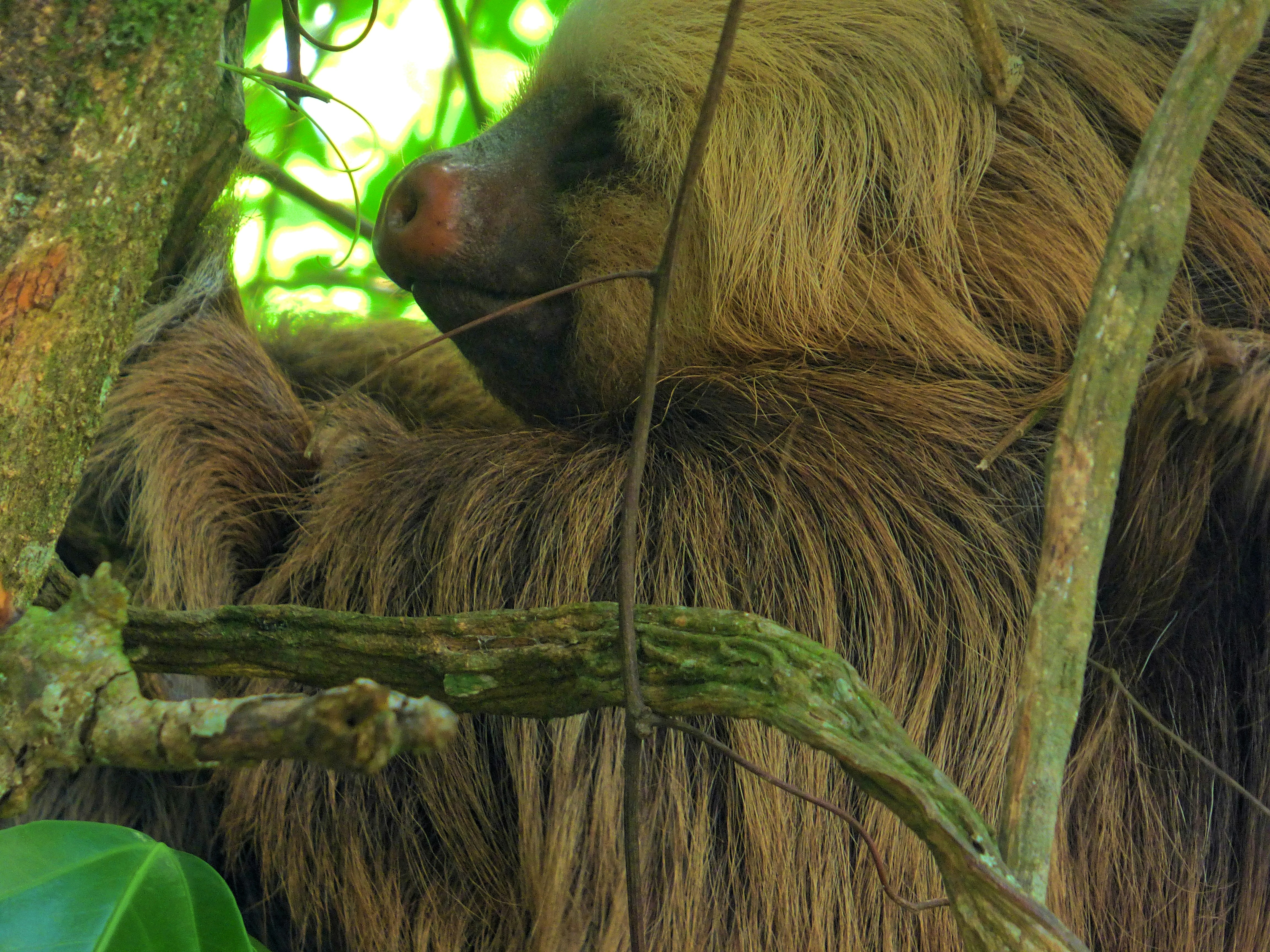 Two-toed Sloth, Monteverde, Costa Rica