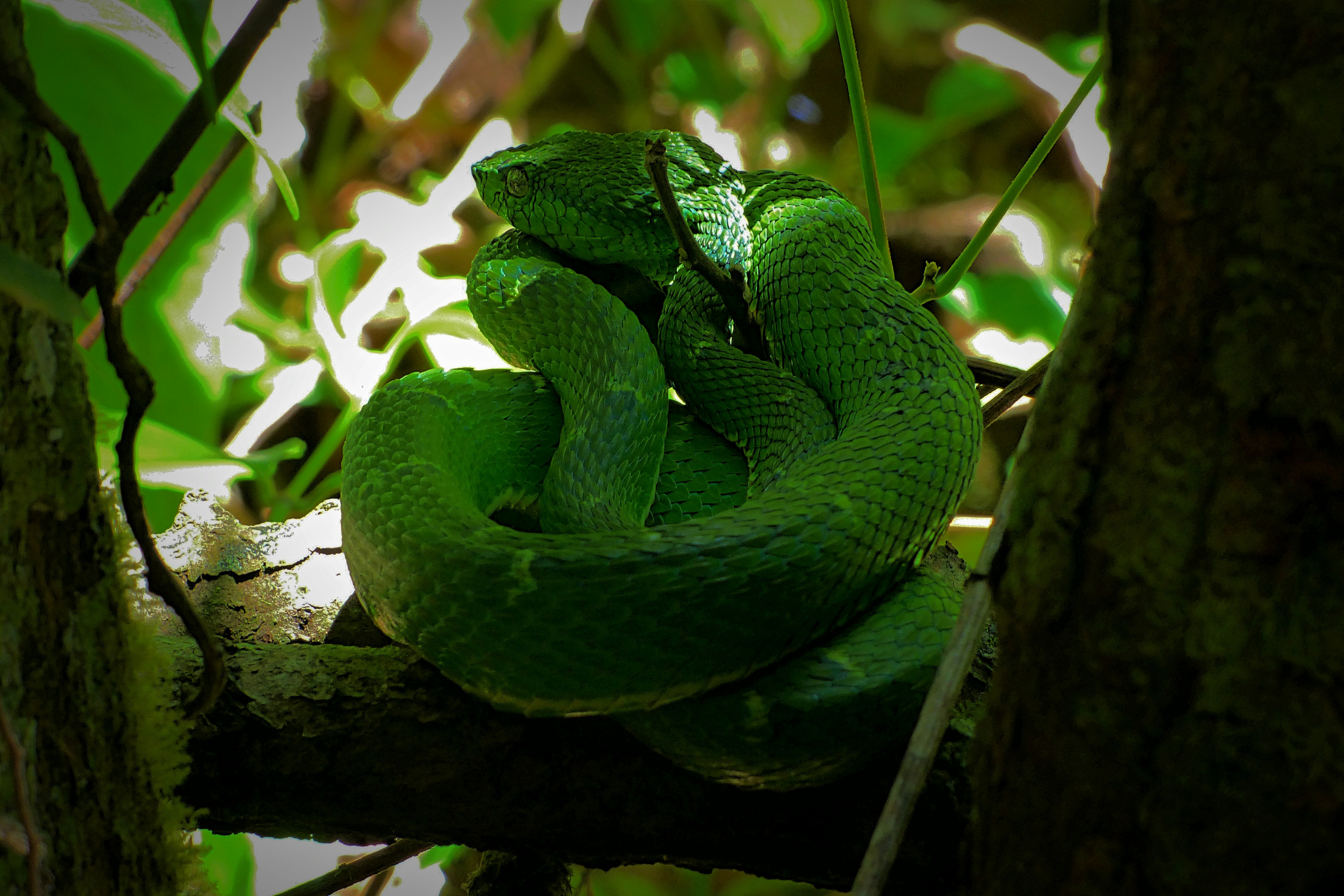 Side-striped Palm Pit Viper-Monteverde, Costa Rica