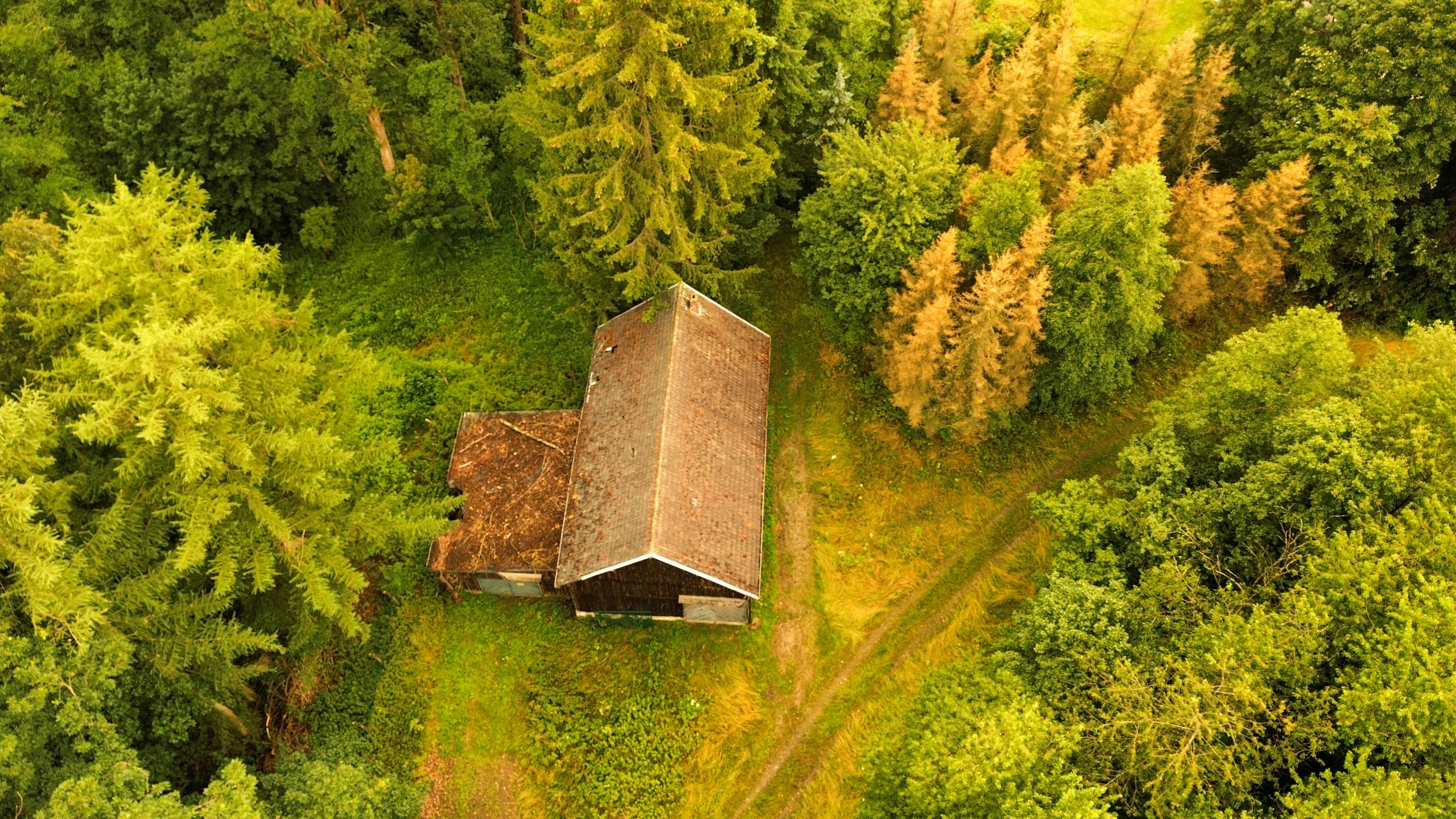 A Lone Cabin Quietly Nestled Among Tightly Spaced Pines