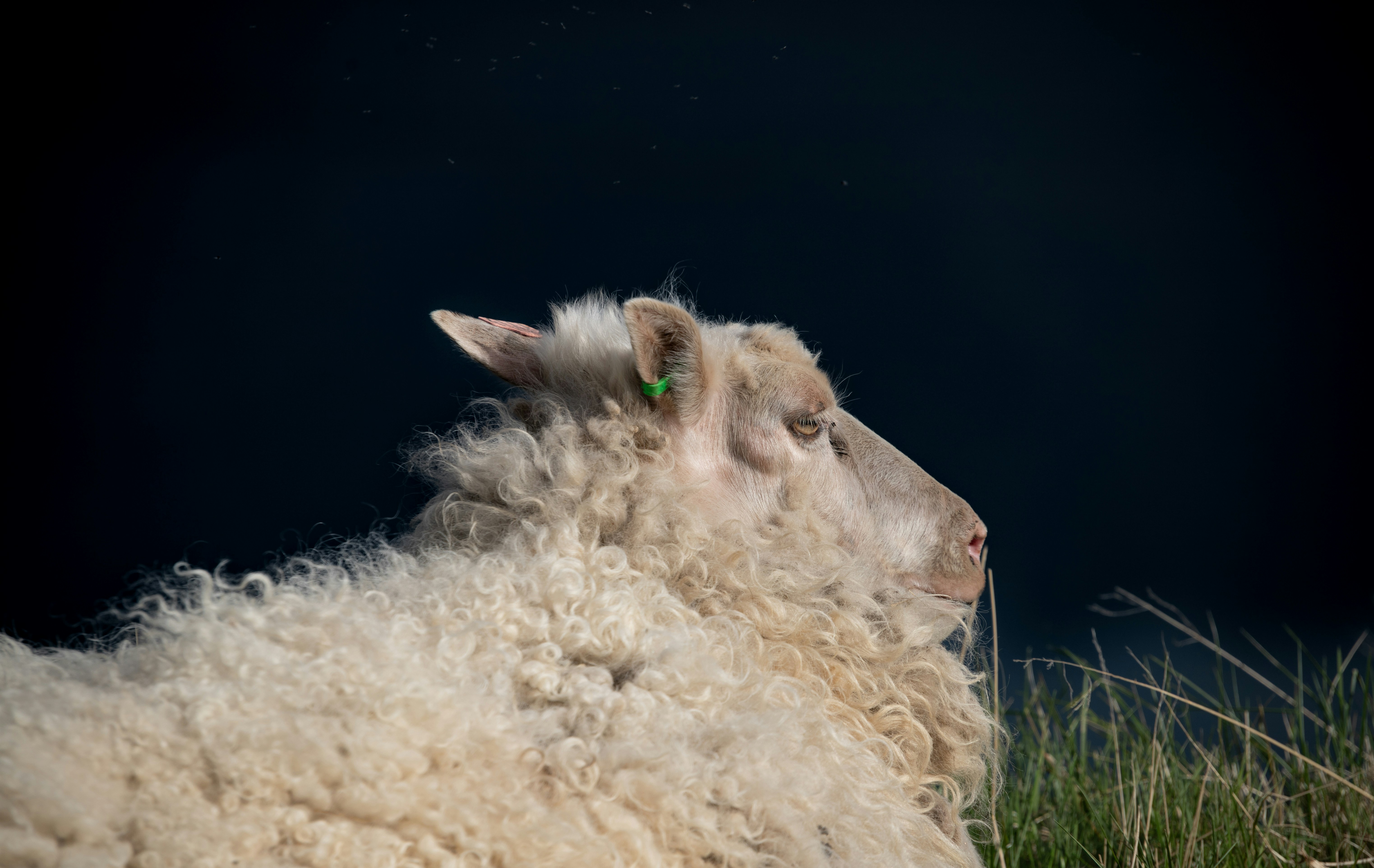 A sheep laying down in a grassy field photo – Free Mammal Image on Unsplash