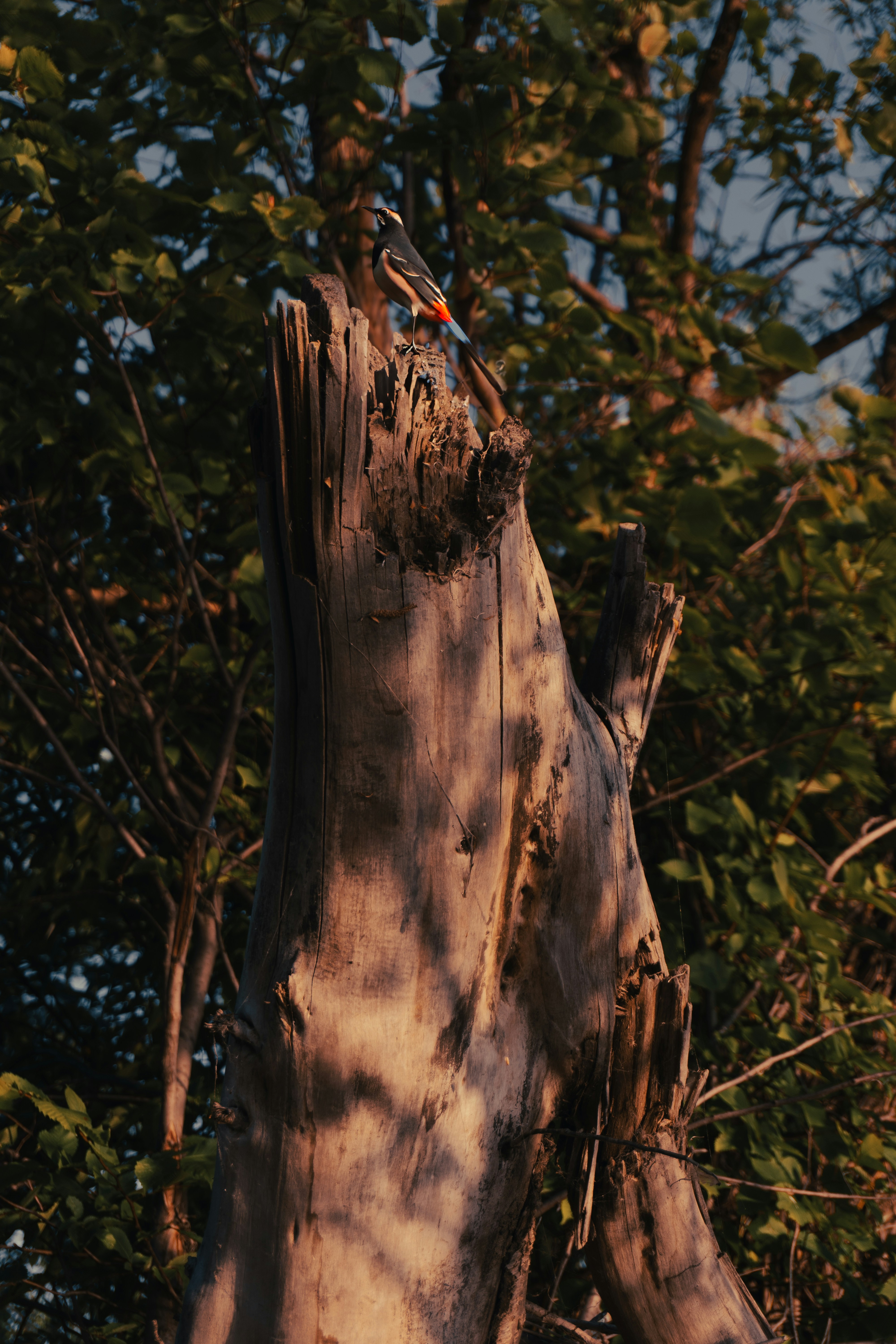 Emberlight Sentinel on a Weathered Stump