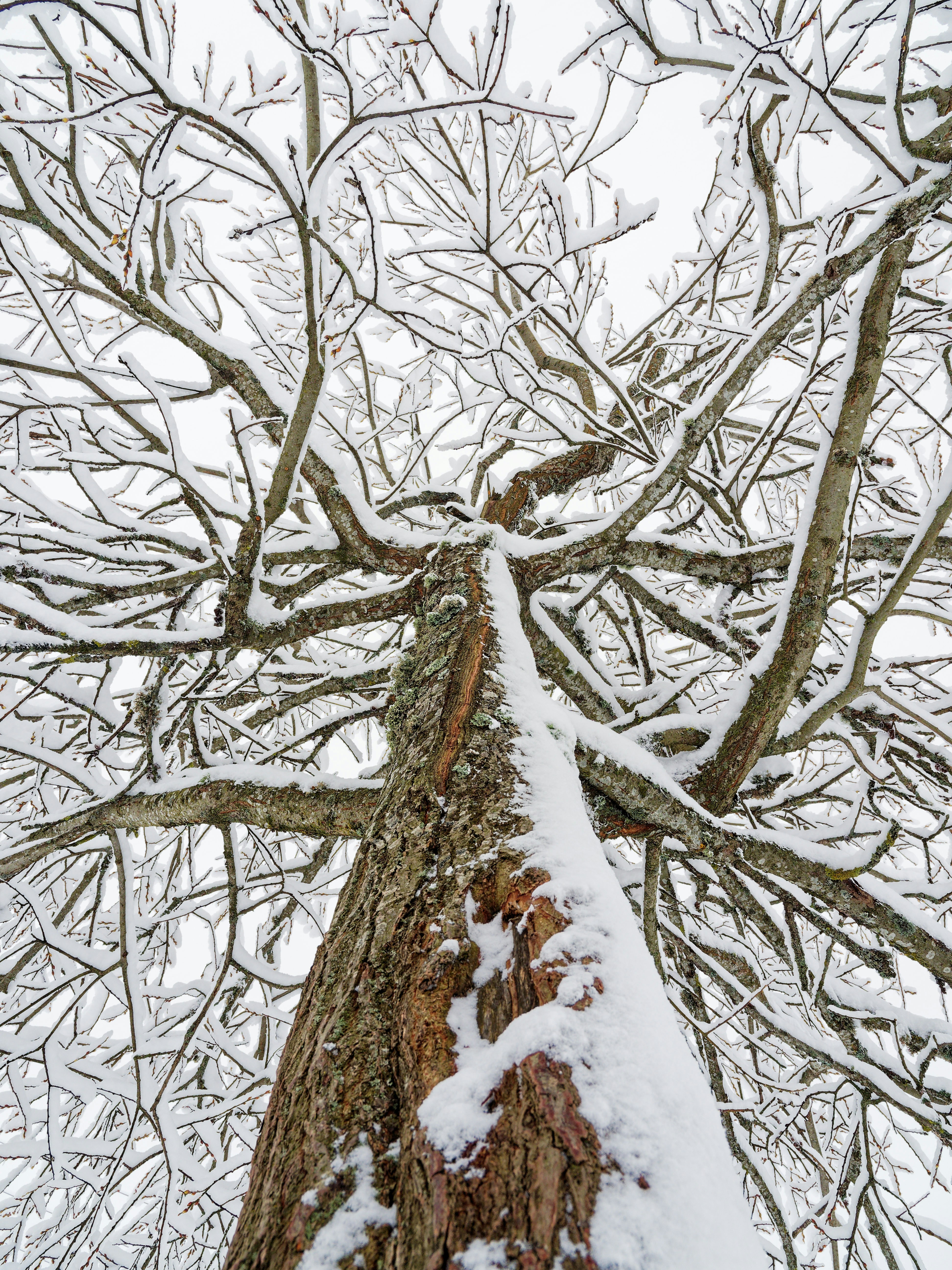 A very tall tree covered in snow next to a forest photo – Free Tree ...